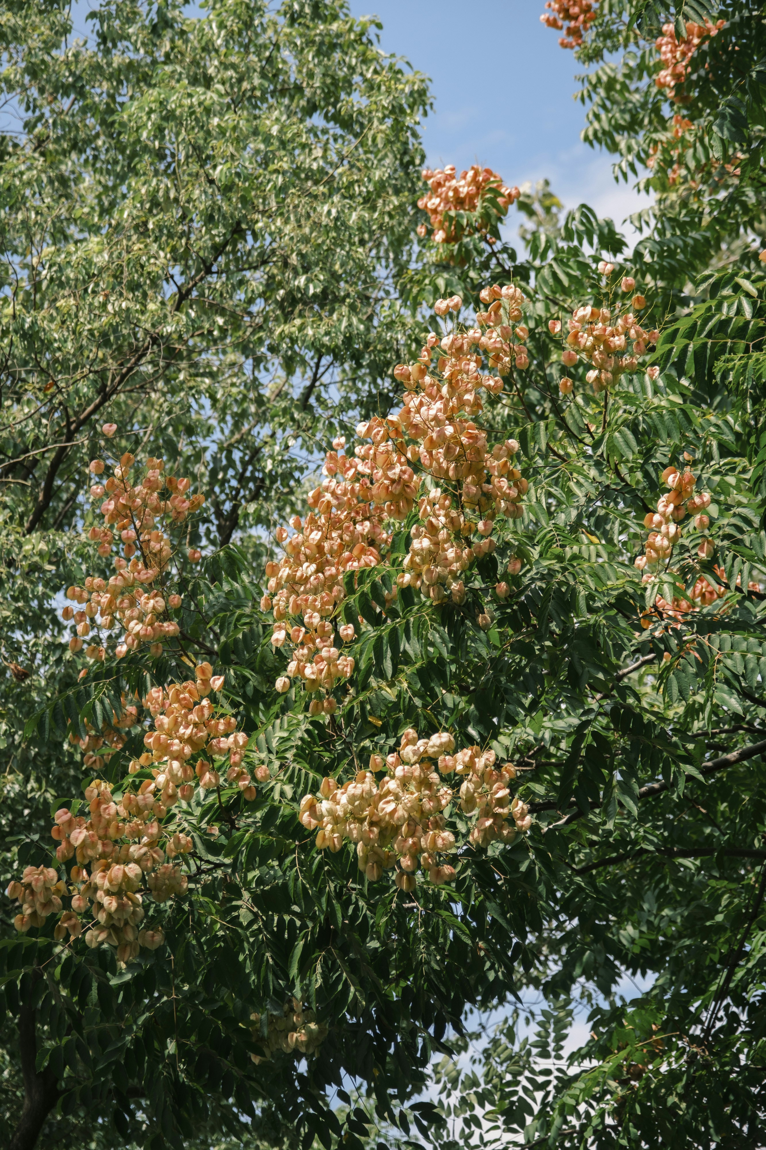 Whispers of Nature's Palette