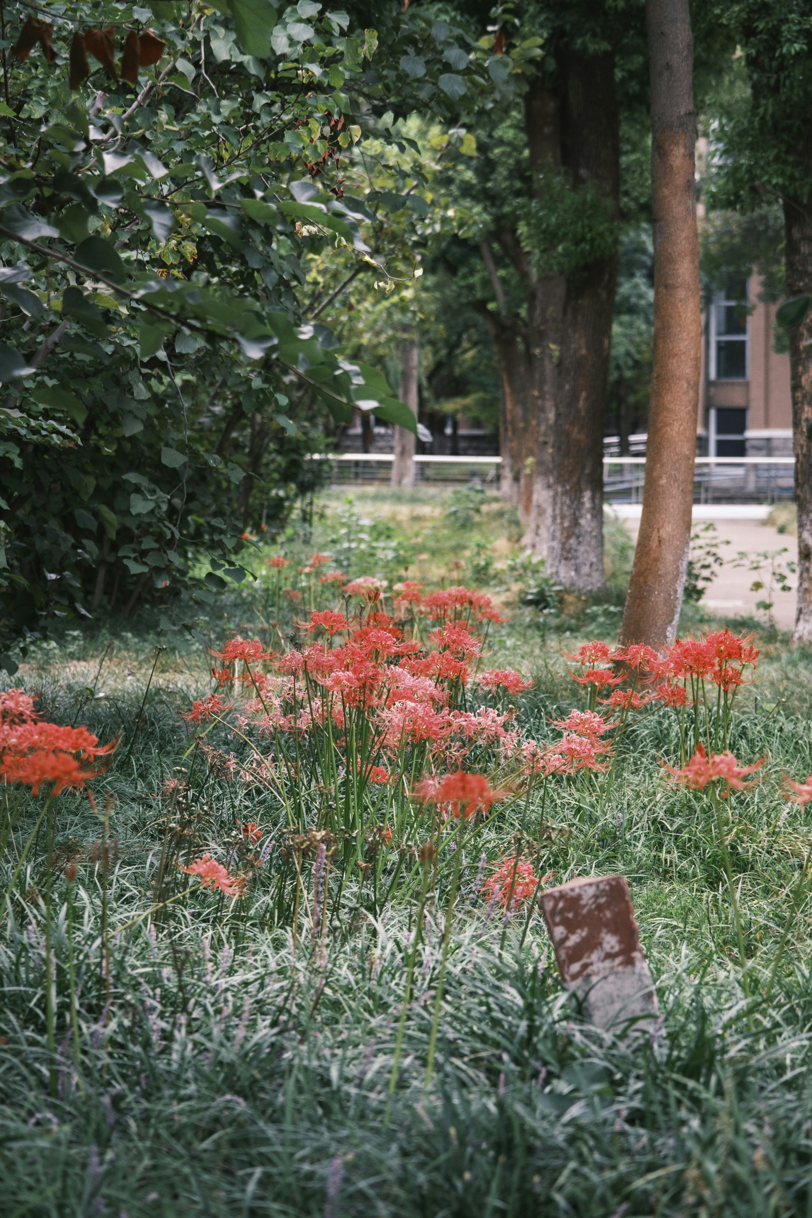Whispers of Nature Amidst Urban Life