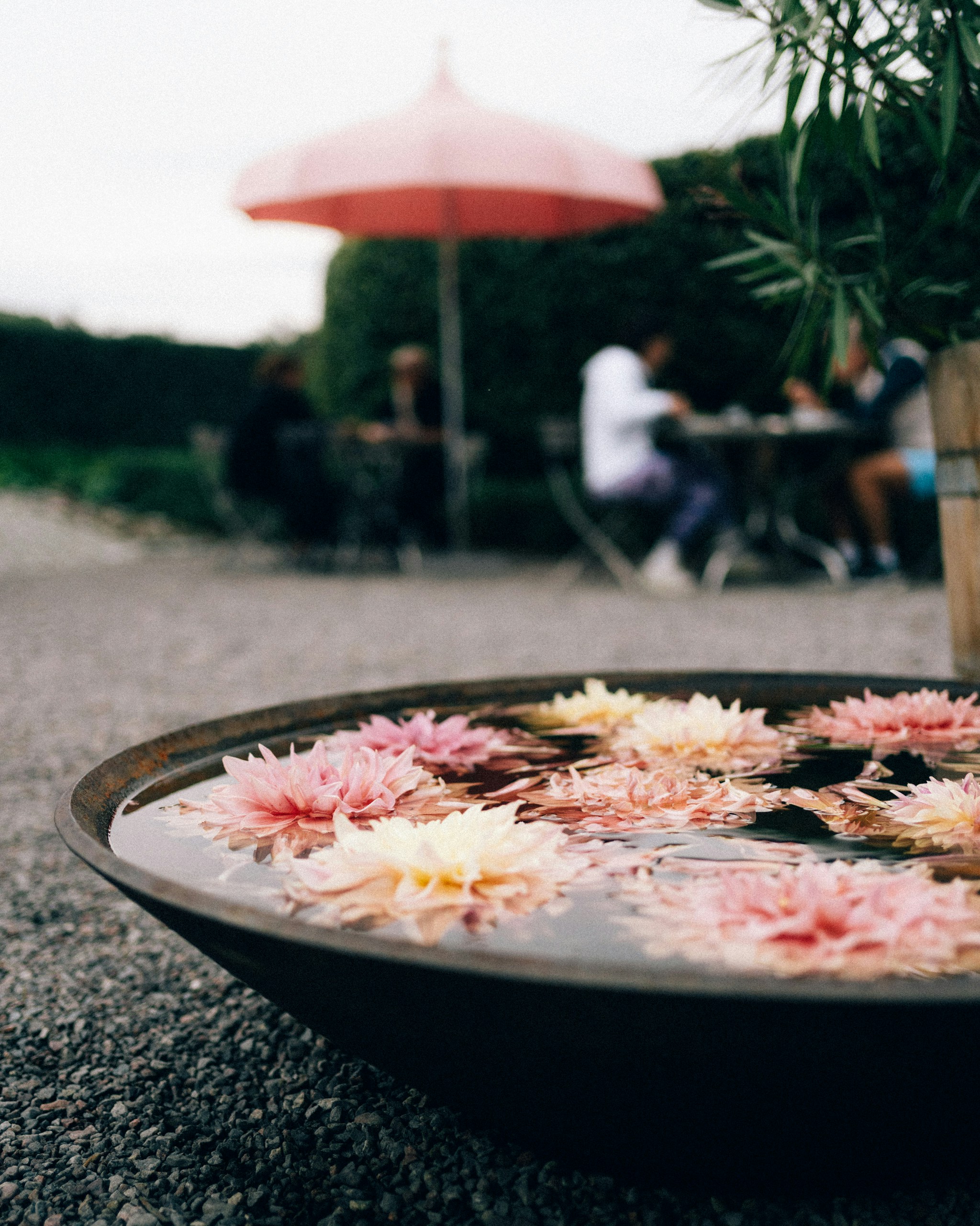 Pink and yellow flowers floating in a water bowl.