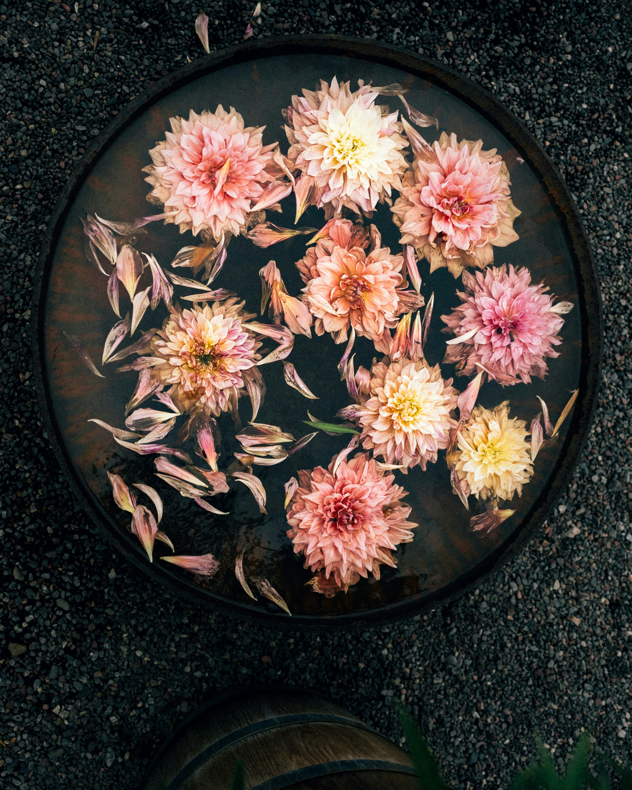 Serene Floral Harmony in a Rustic Basin