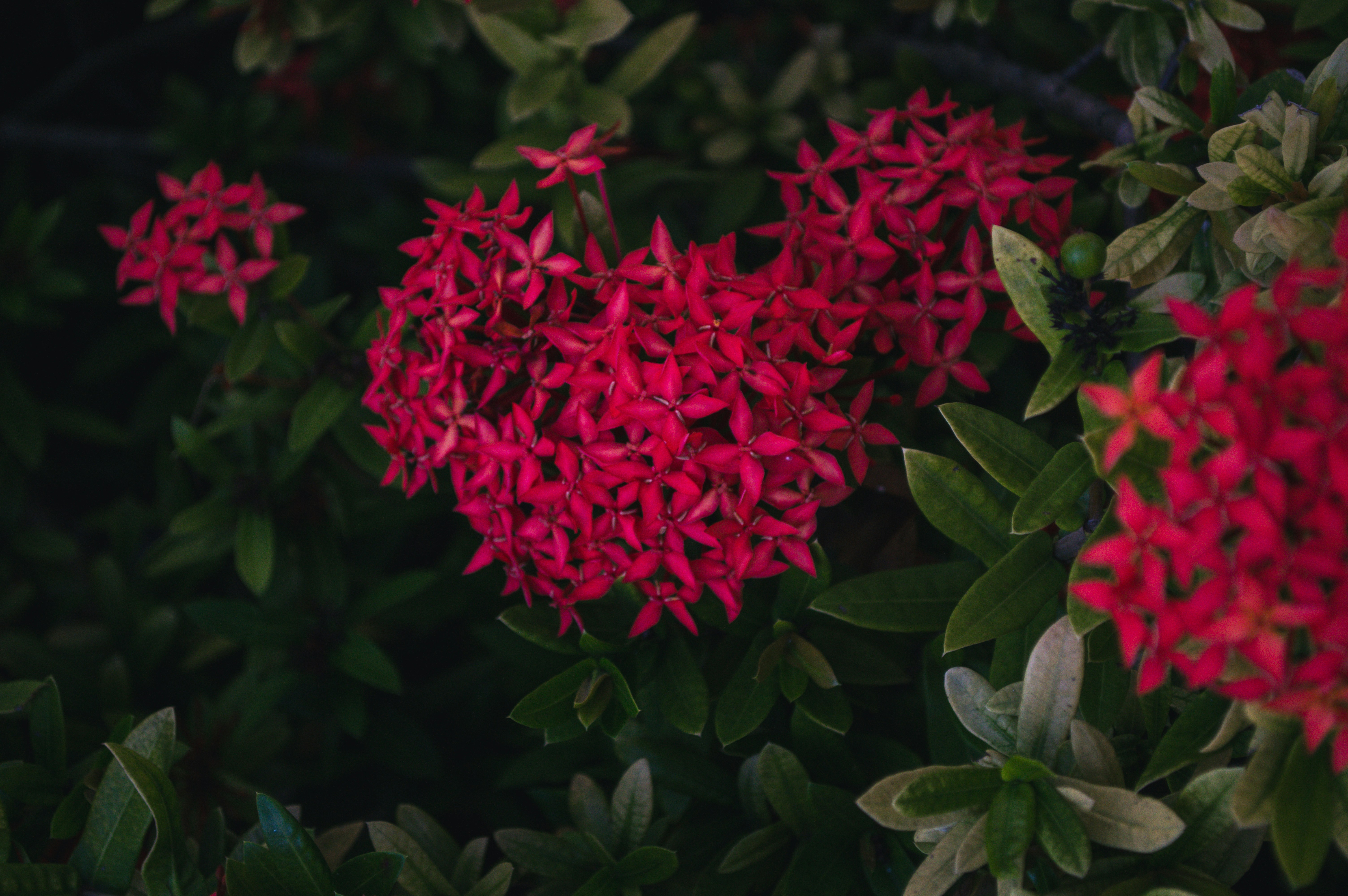 Crimson Blossoms Amidst Lush Greenery