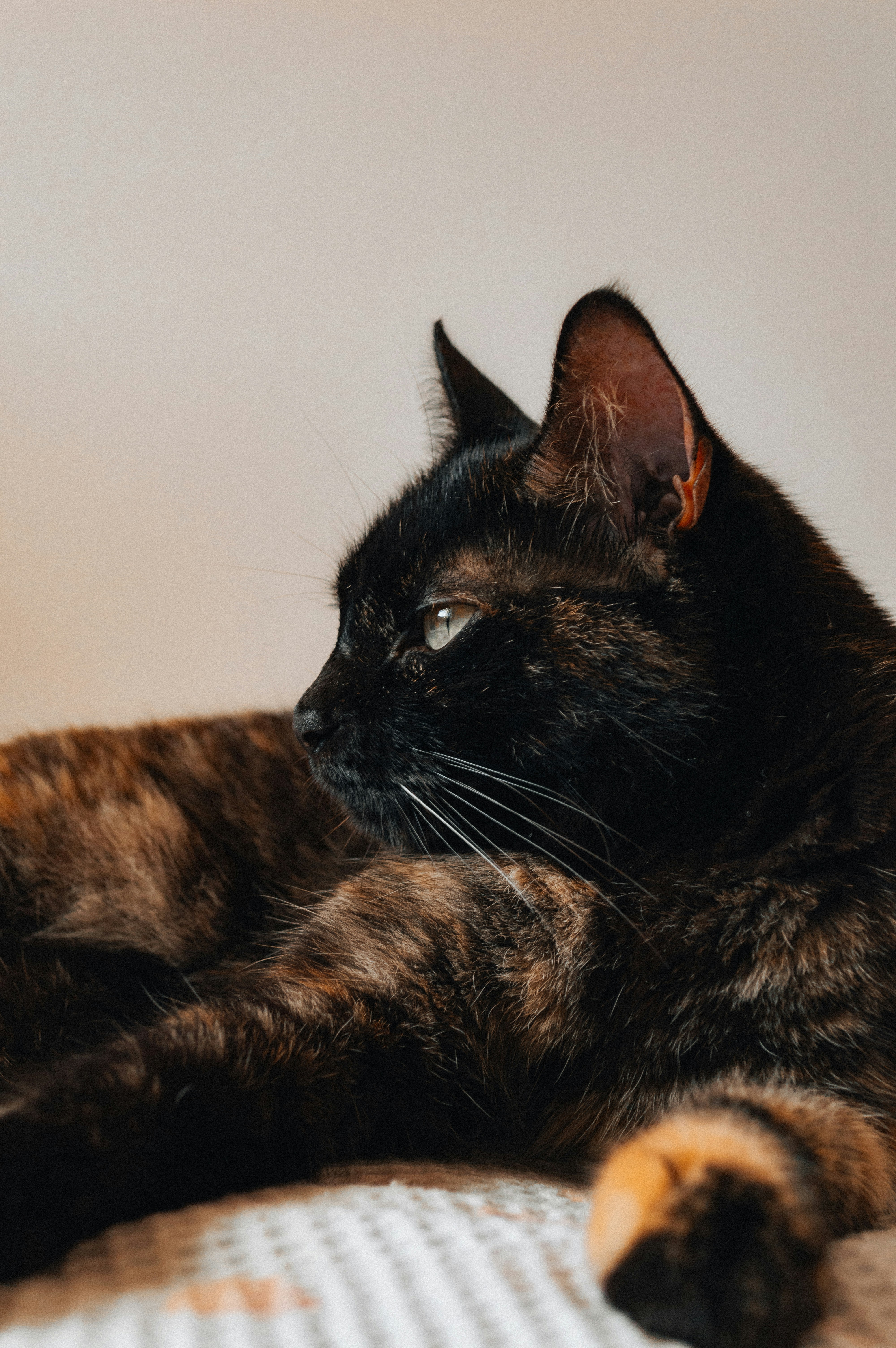 A tortoiseshell cat rests on a textured surface.