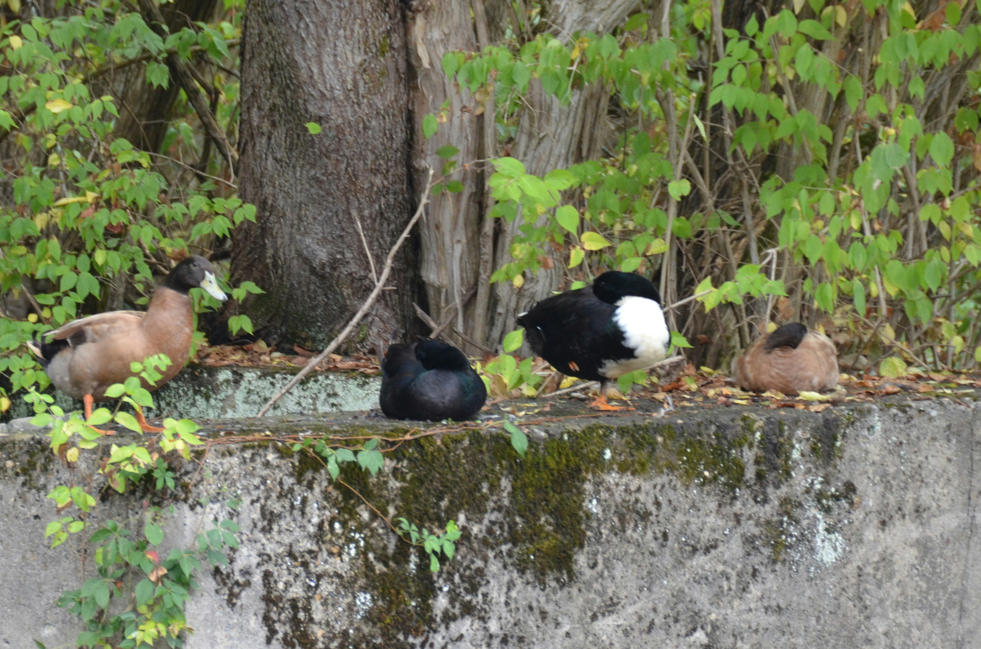 Harmony in Nature: A Gathering of Waterfowl