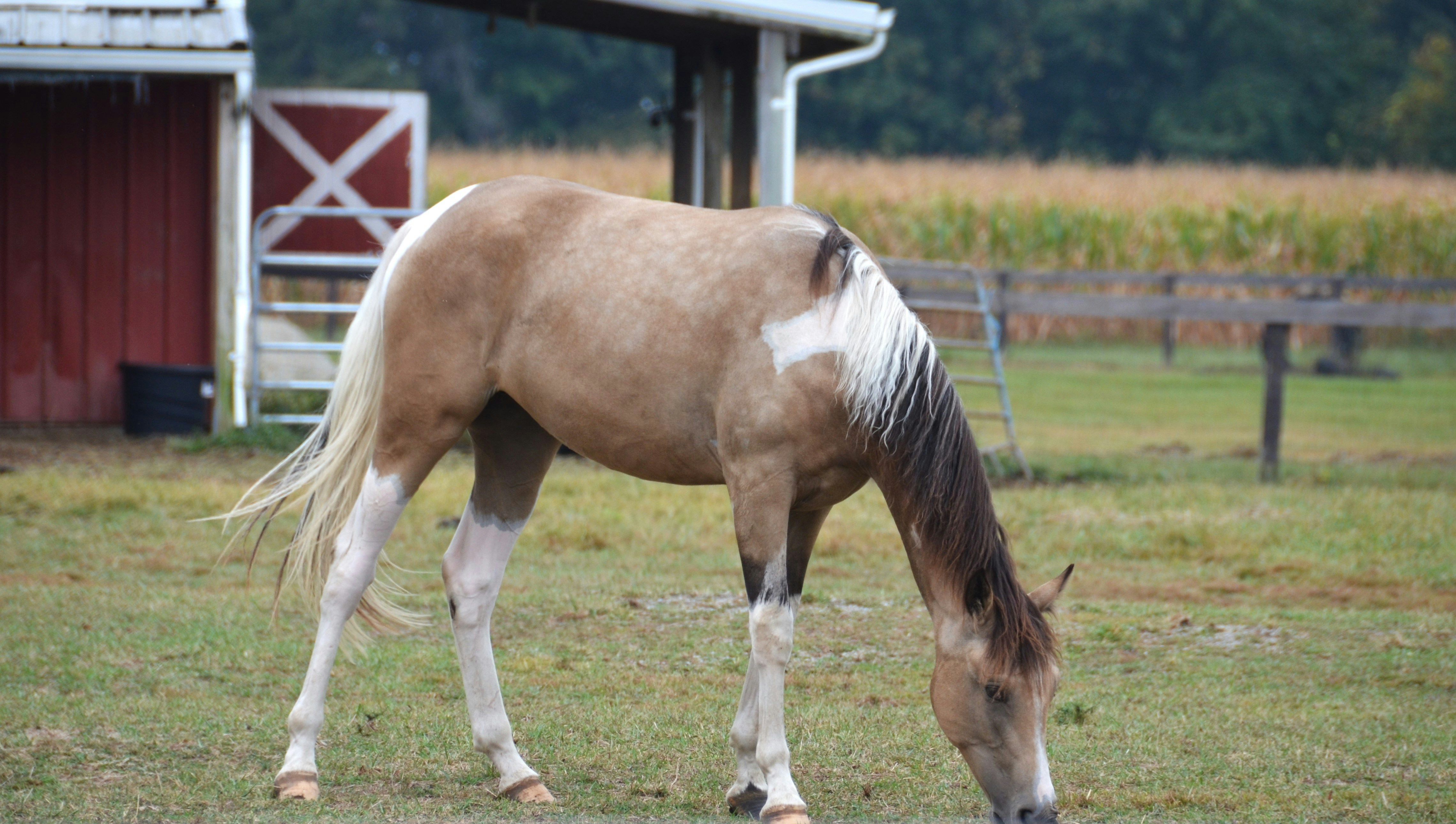 Equine Serenity Amidst Farm Life