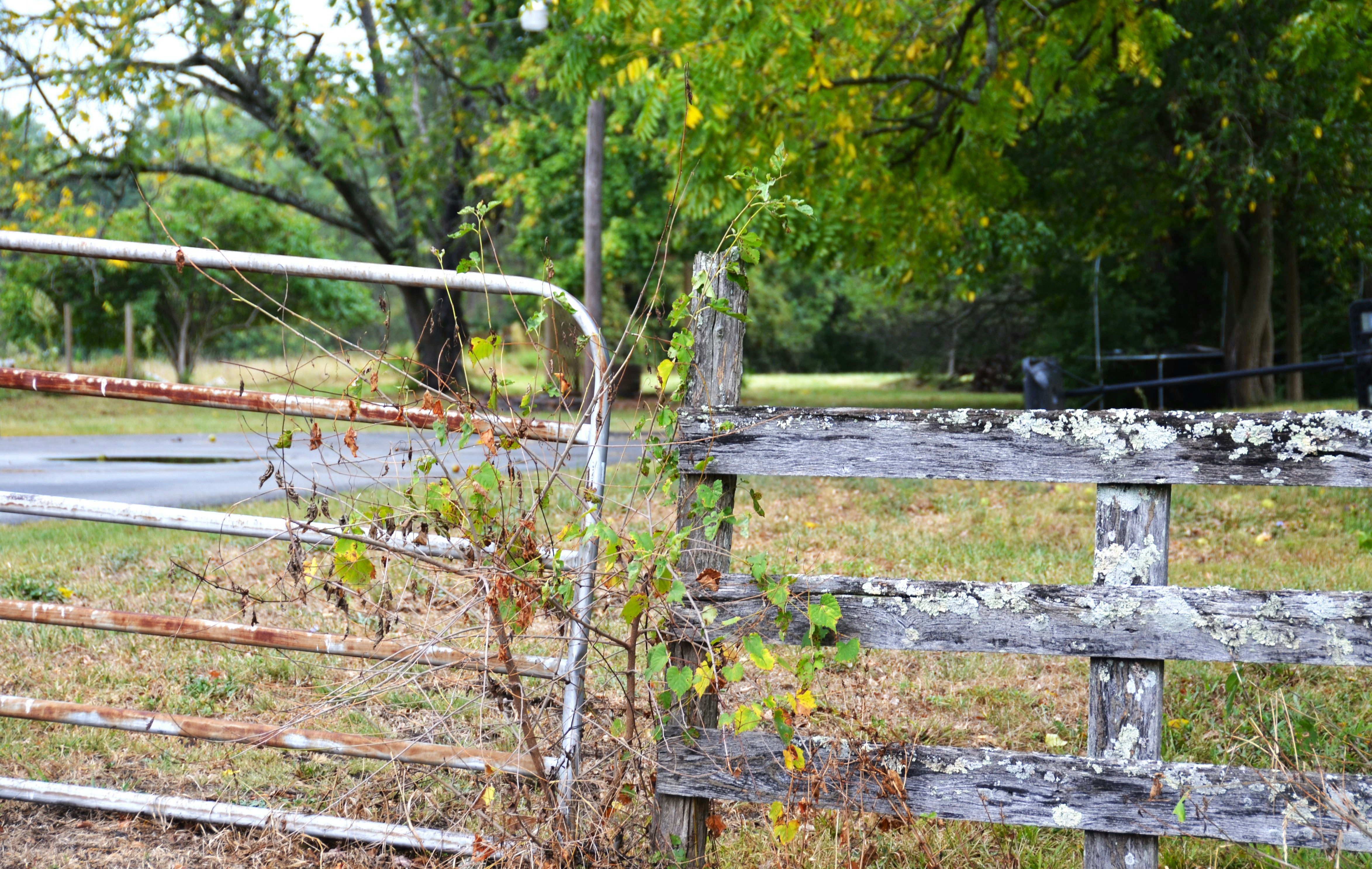 Whispers of Time: A Rustic Encounter