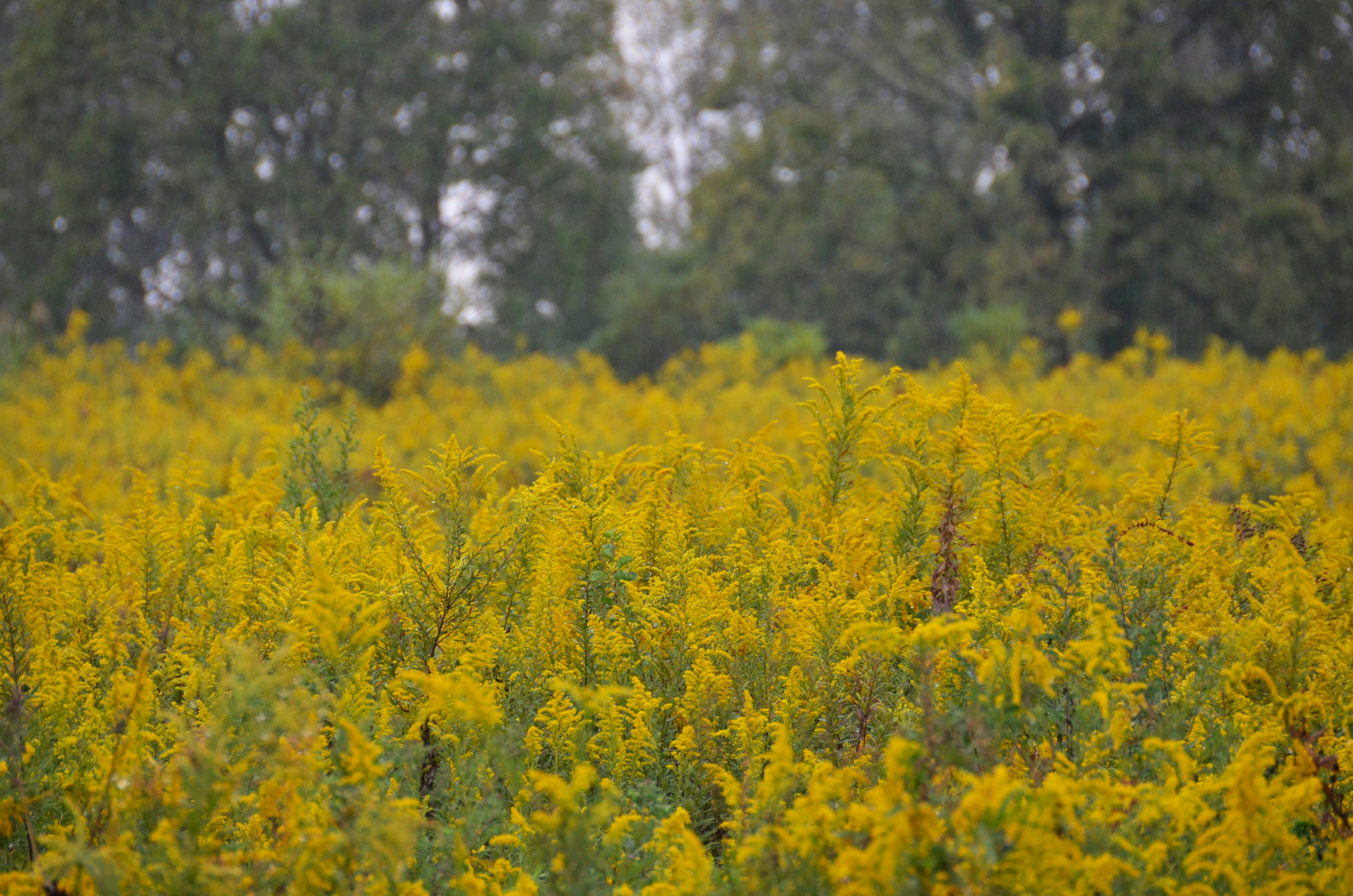 Canola Chorus: A Golden Field Framed by a Forest Edge