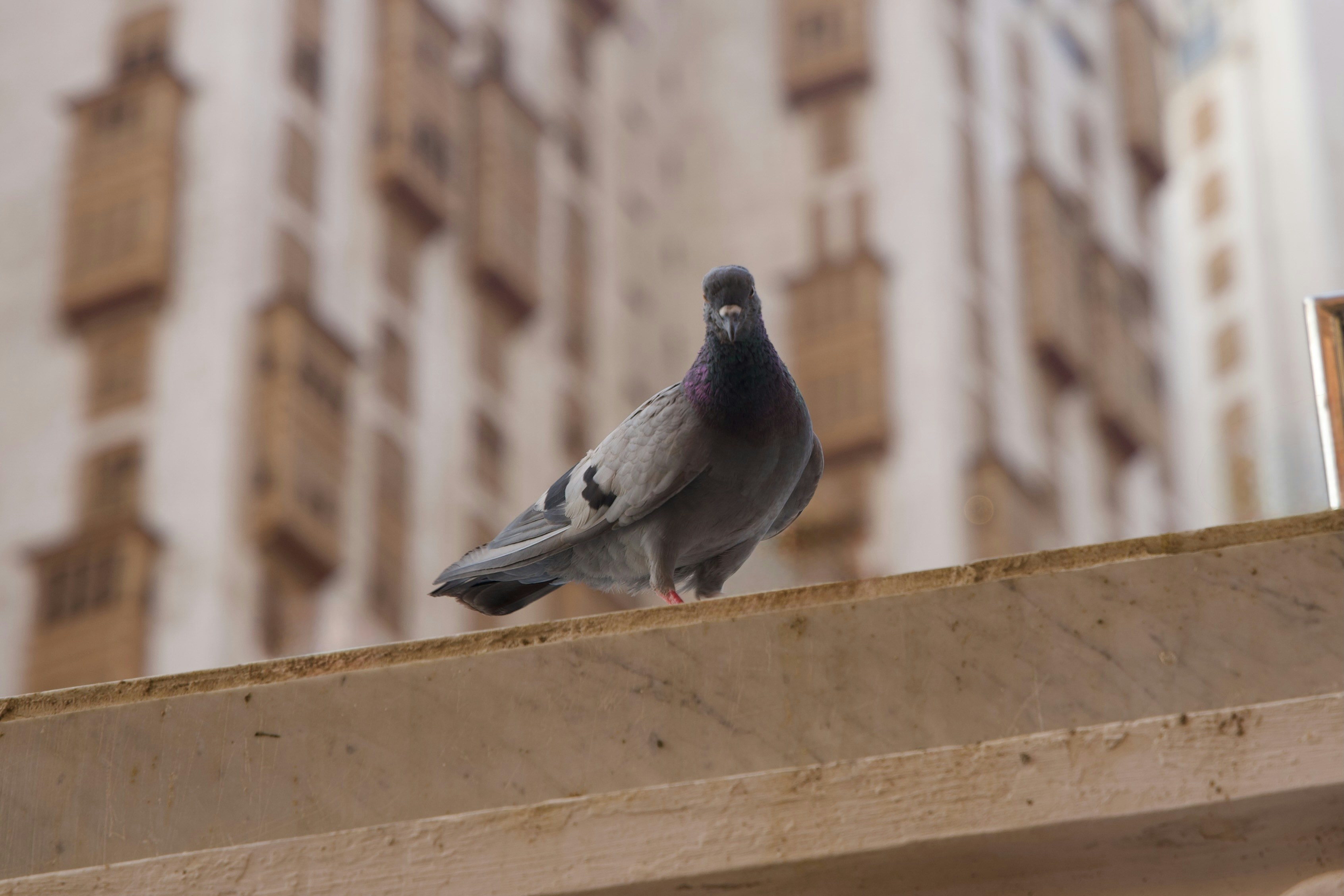 A gray pigeon perched on a ledge, observing its surroundings against a backdrop of urban architecture.