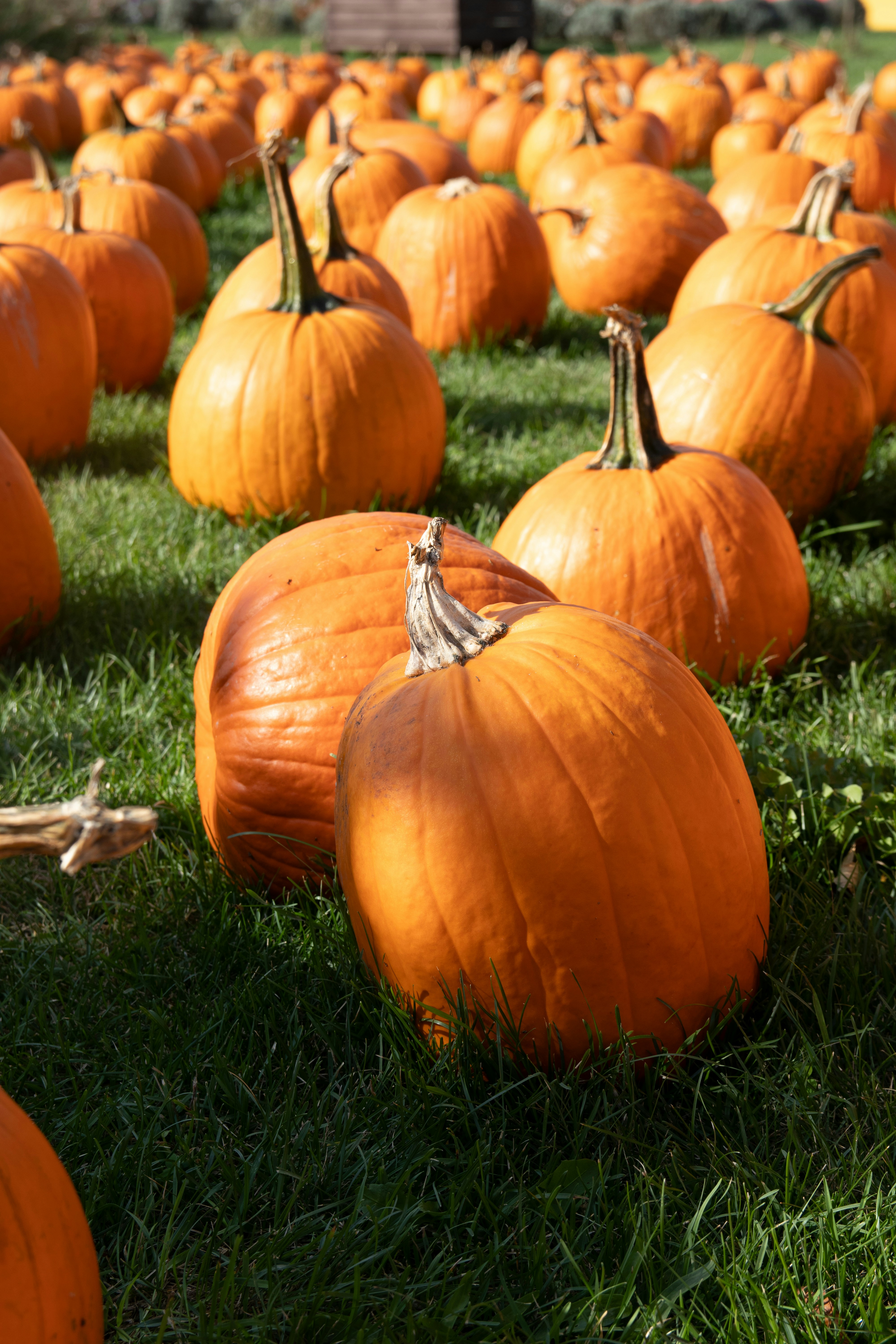 Vibrant pumpkins scattered across a lush green field, showcasing the essence of autumn harvest.