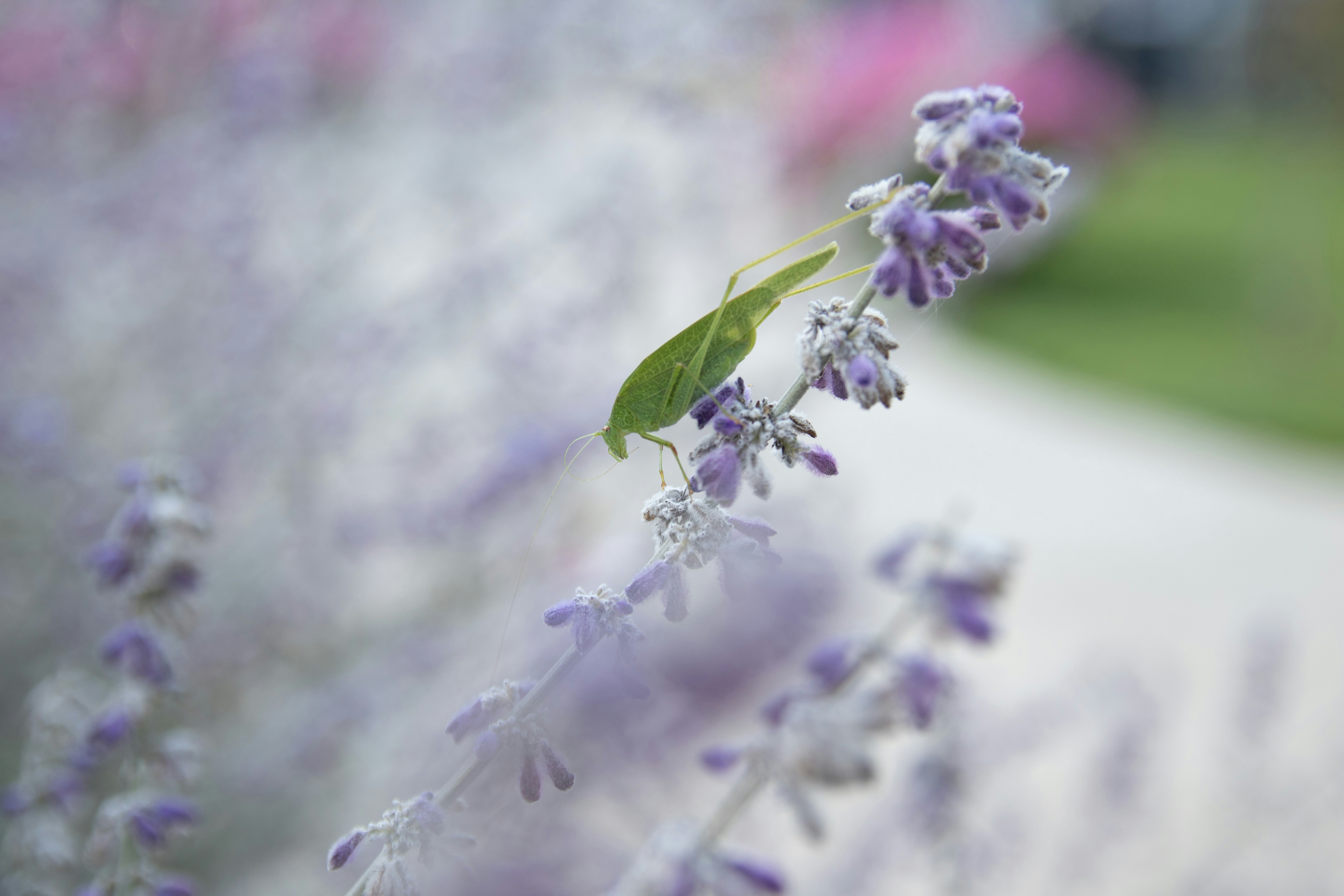 Green insect on purple lavender flowers