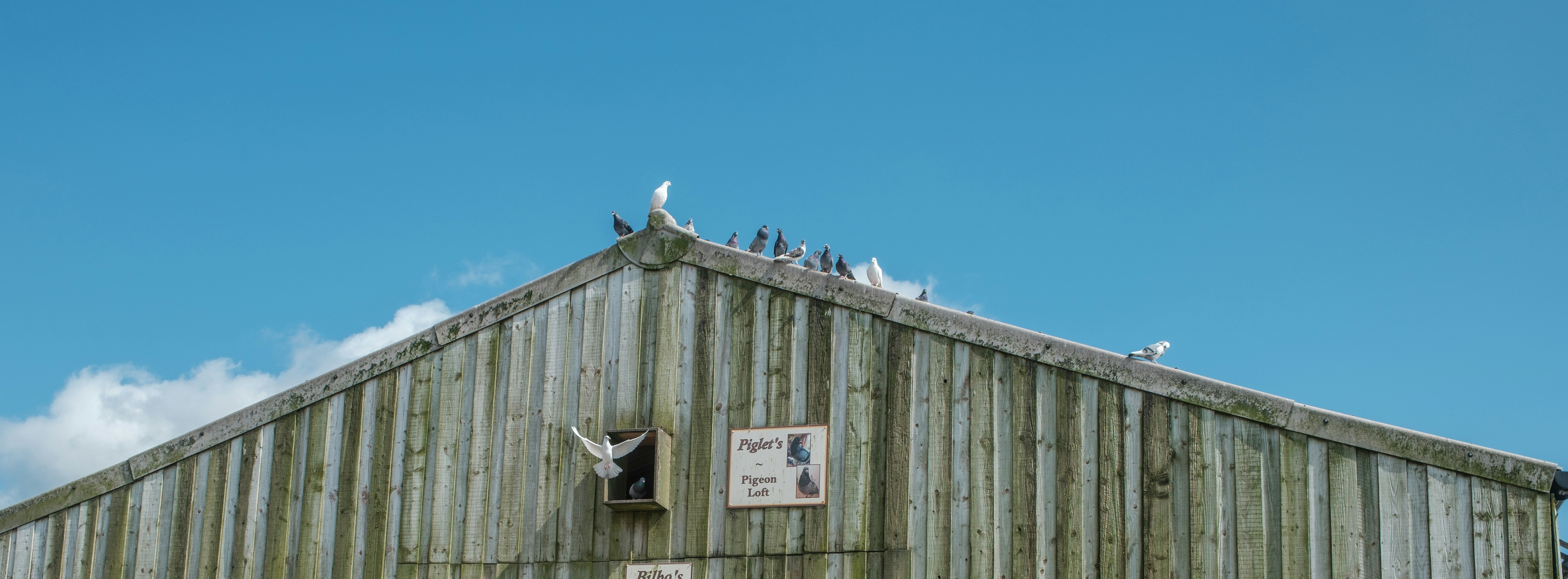 Avian Assembly on the Rustic Rooftop
