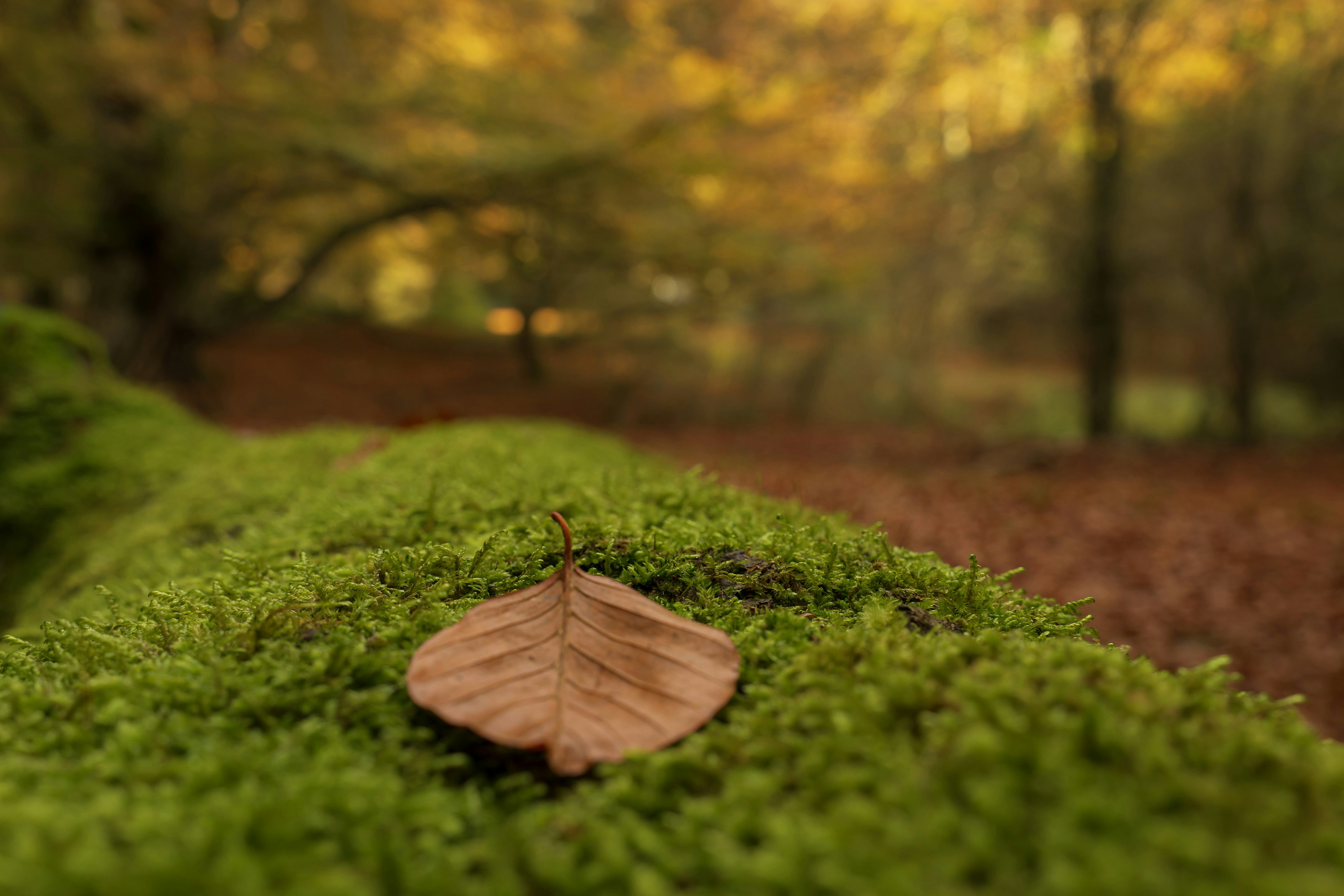 Autumn's Quiet Offering