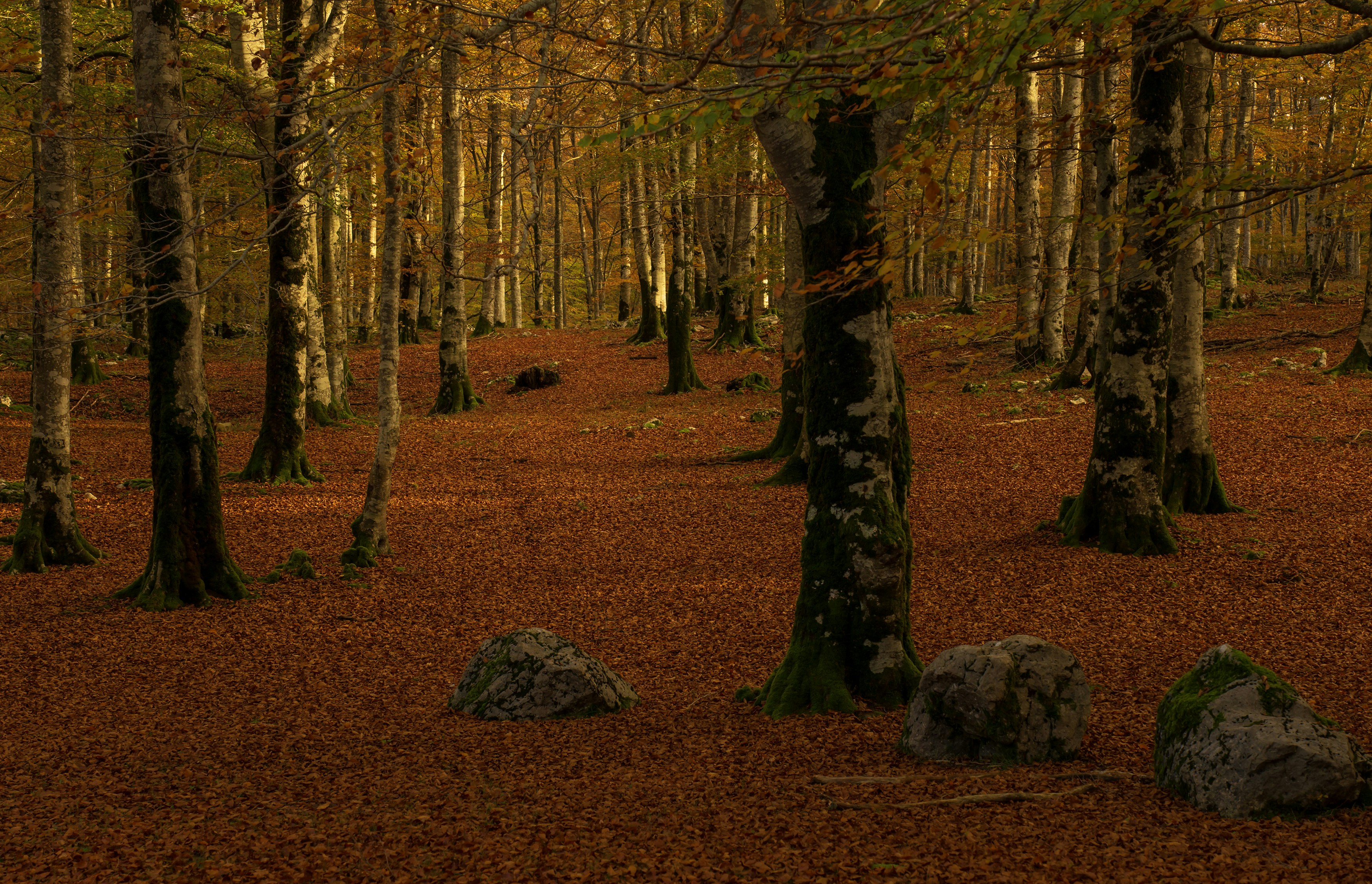 Whispers of Autumn: A Forest's Golden Embrace
