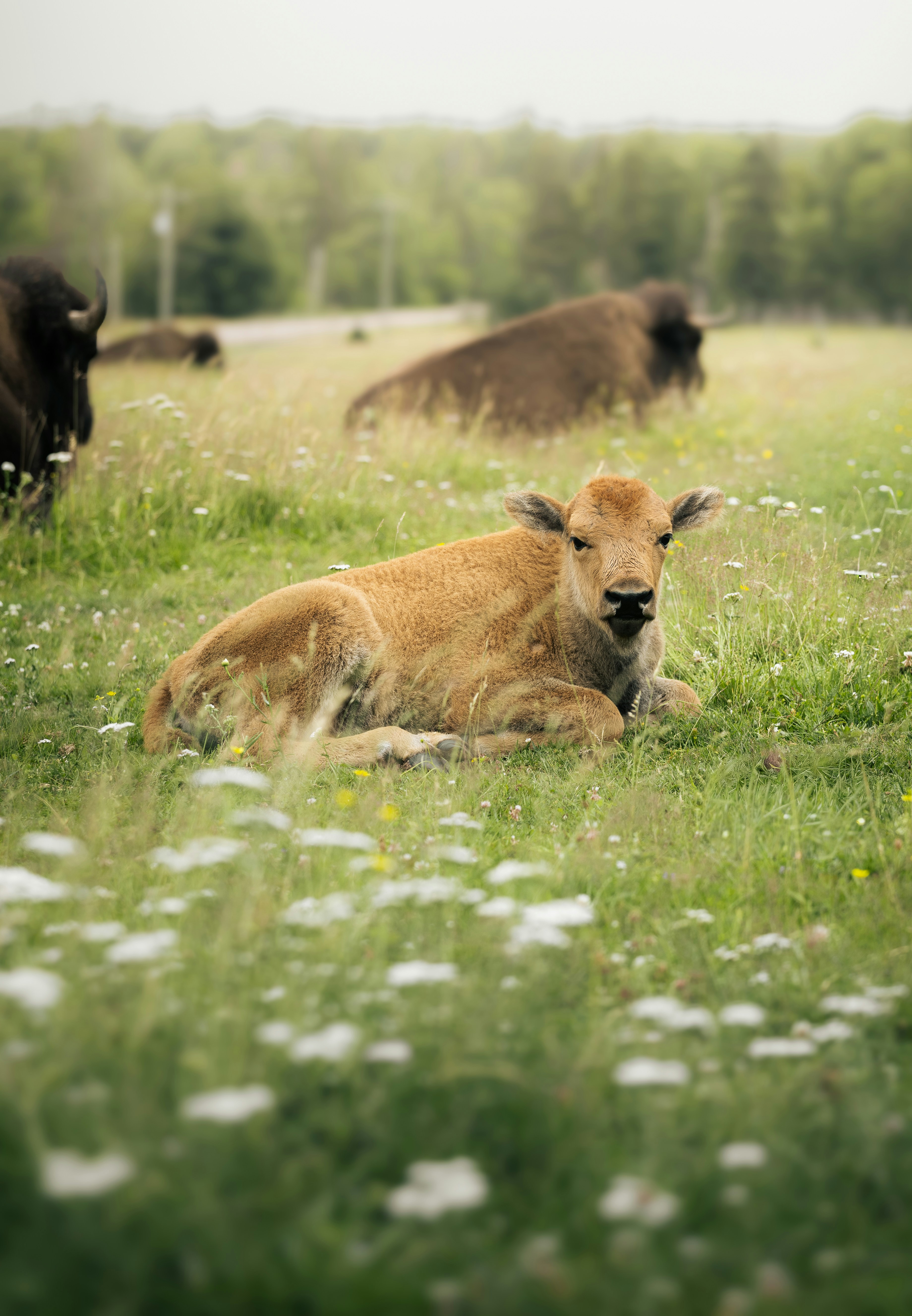 Gentle Guardian of the Prairie