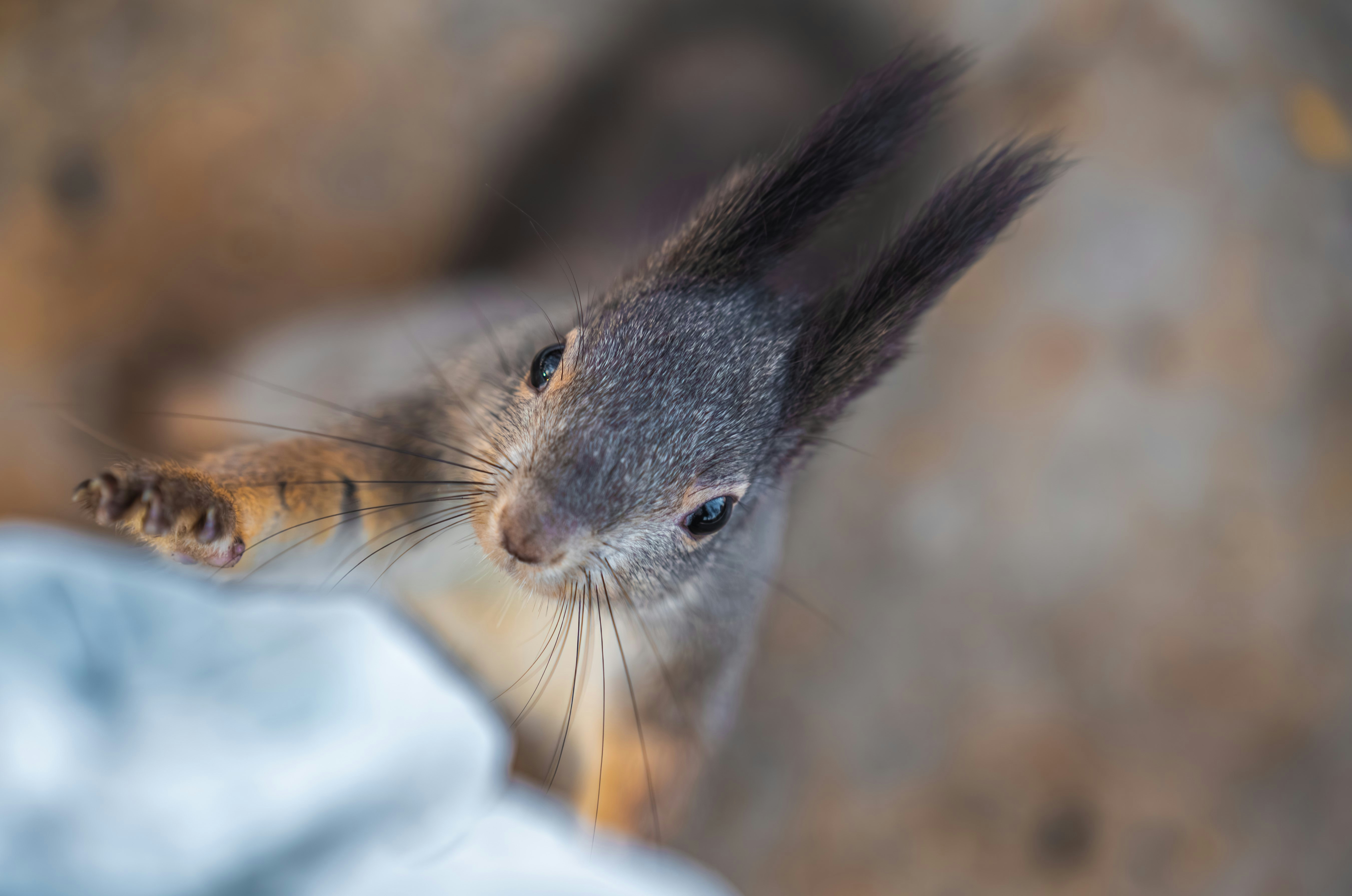 Curious Encounter with a Squirrel