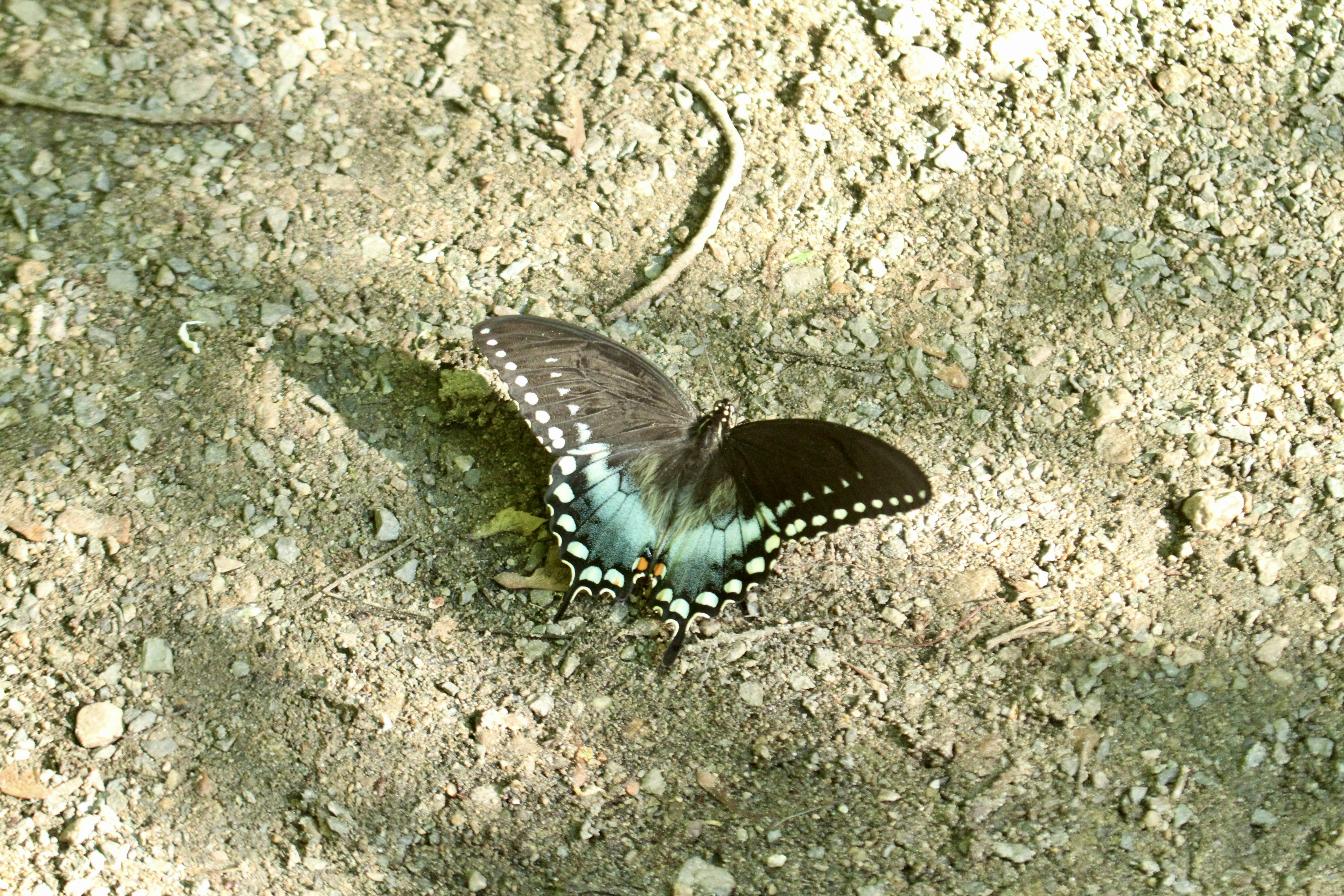 A black and blue butterfly rests on dirt.