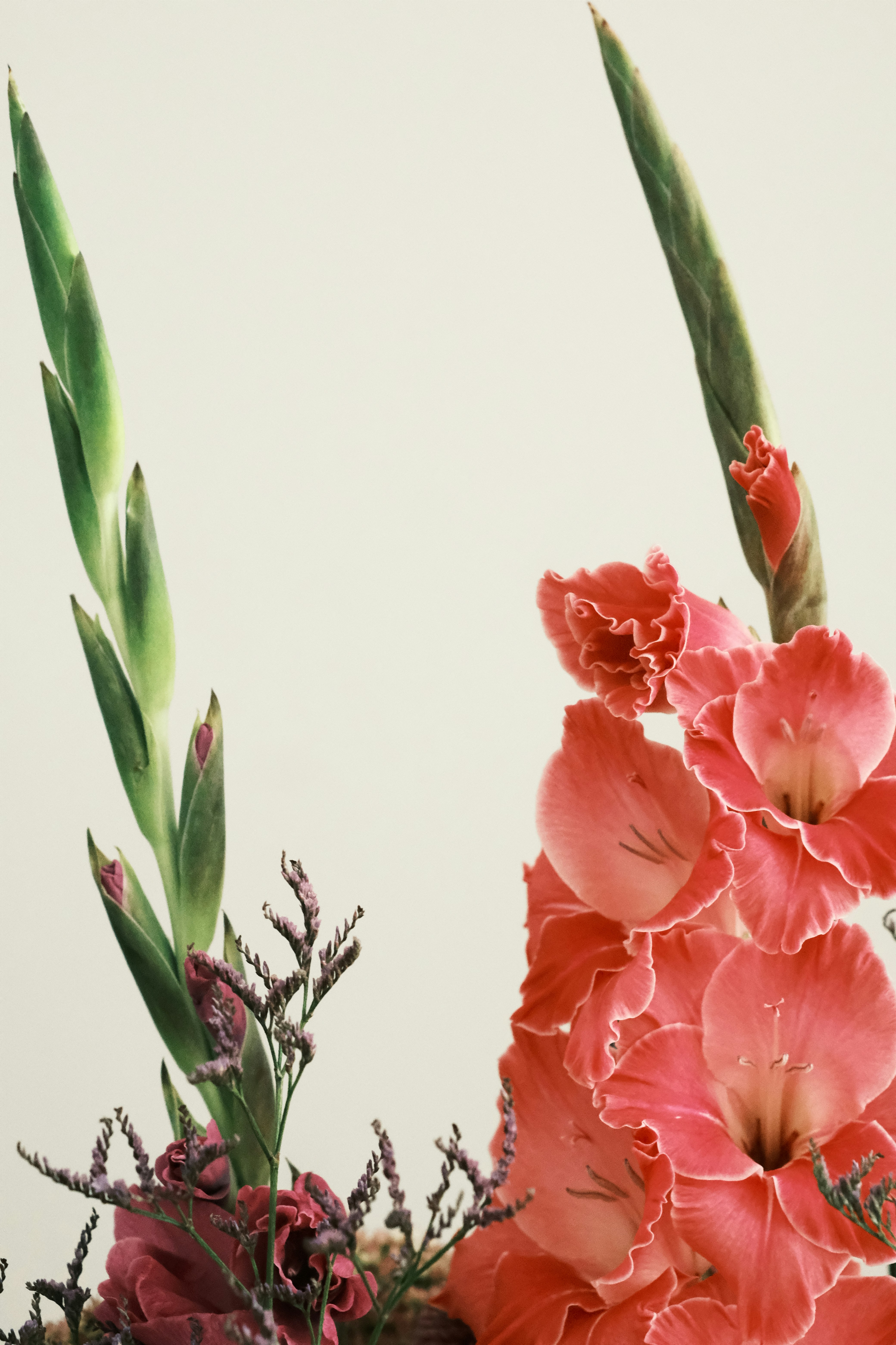 Pink gladiolus flowers with green buds and dried flowers. photo – Free ...