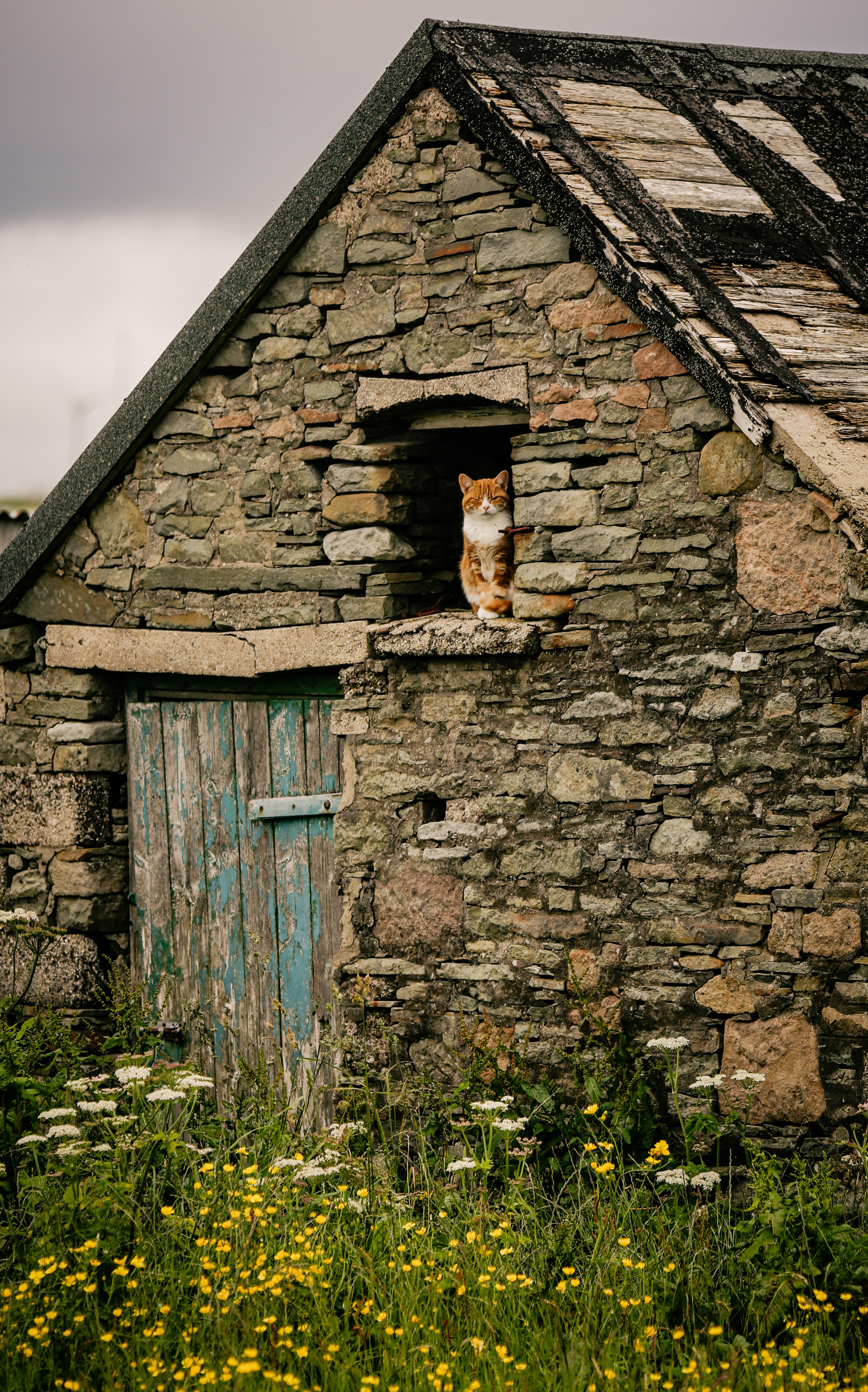 Whiskered Guardian of the Stone Cottage