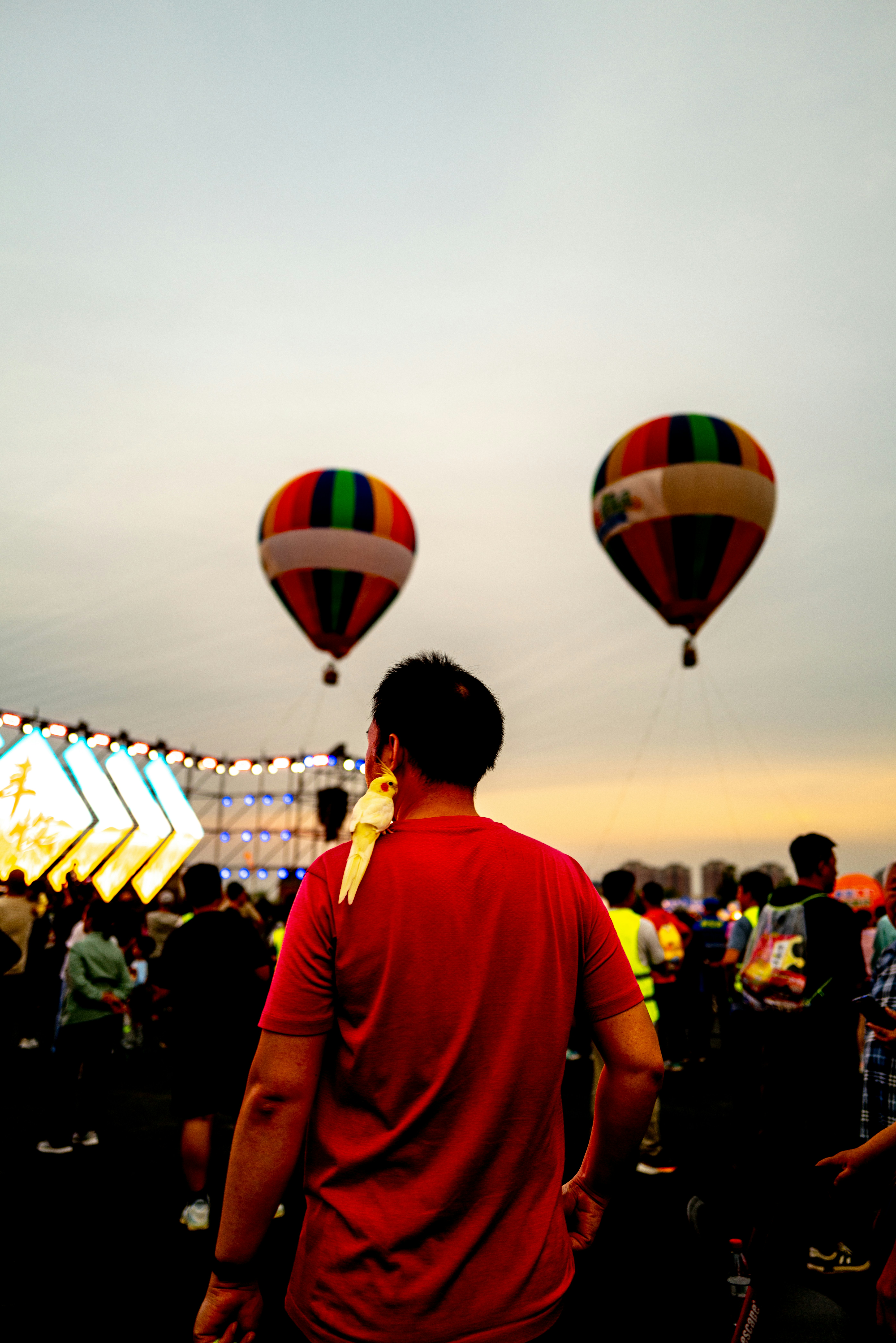 Ascendancy of Colorful Dreams