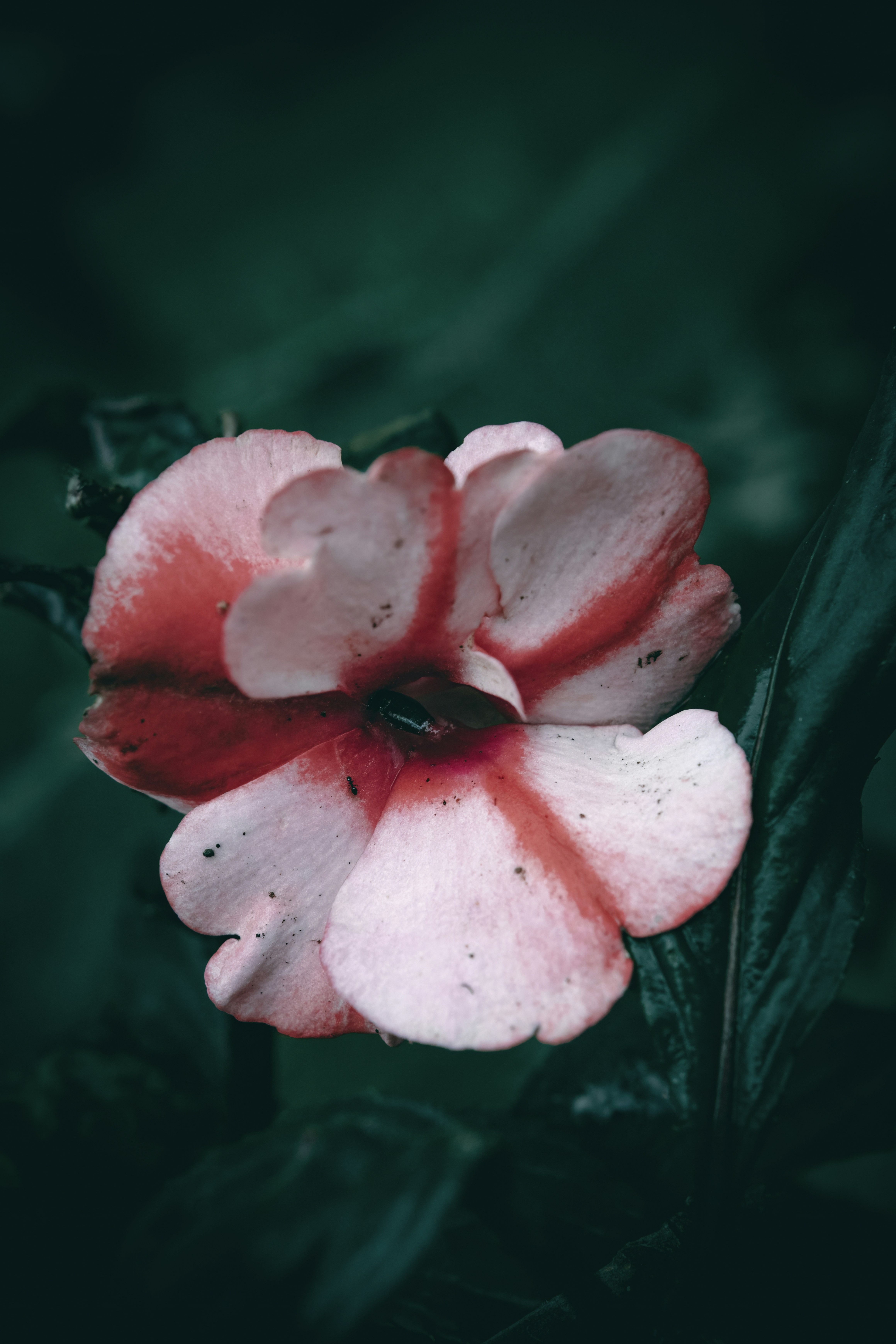 A close up of a white, pink and red Busy Lizzy New Guinea impatiens flower and green leaves | A delicate pink flower with dark green leaves