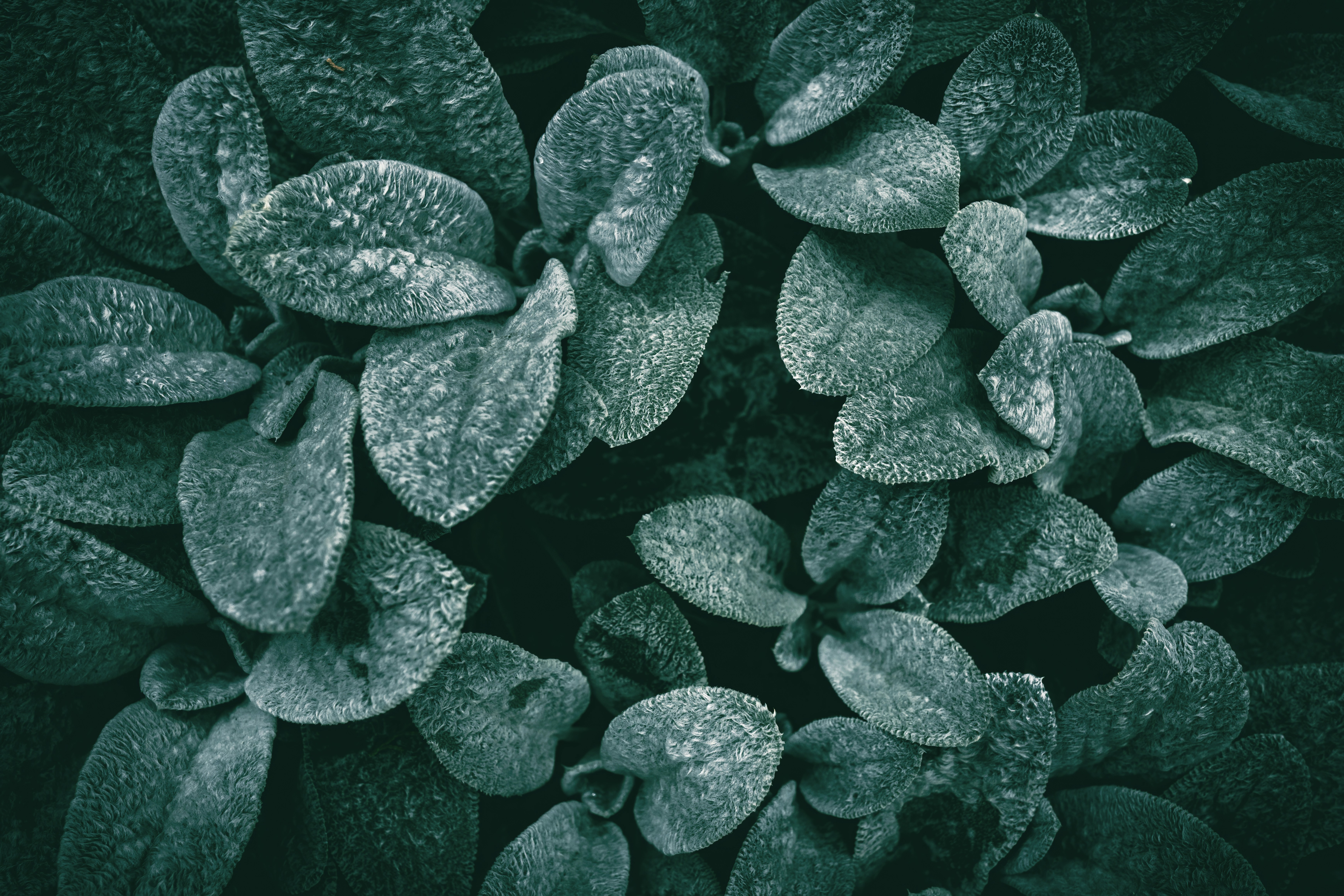 A close up of green Lamb's-ear leaves with rain drops | Close-up of dark green fuzzy leaves with water droplets.