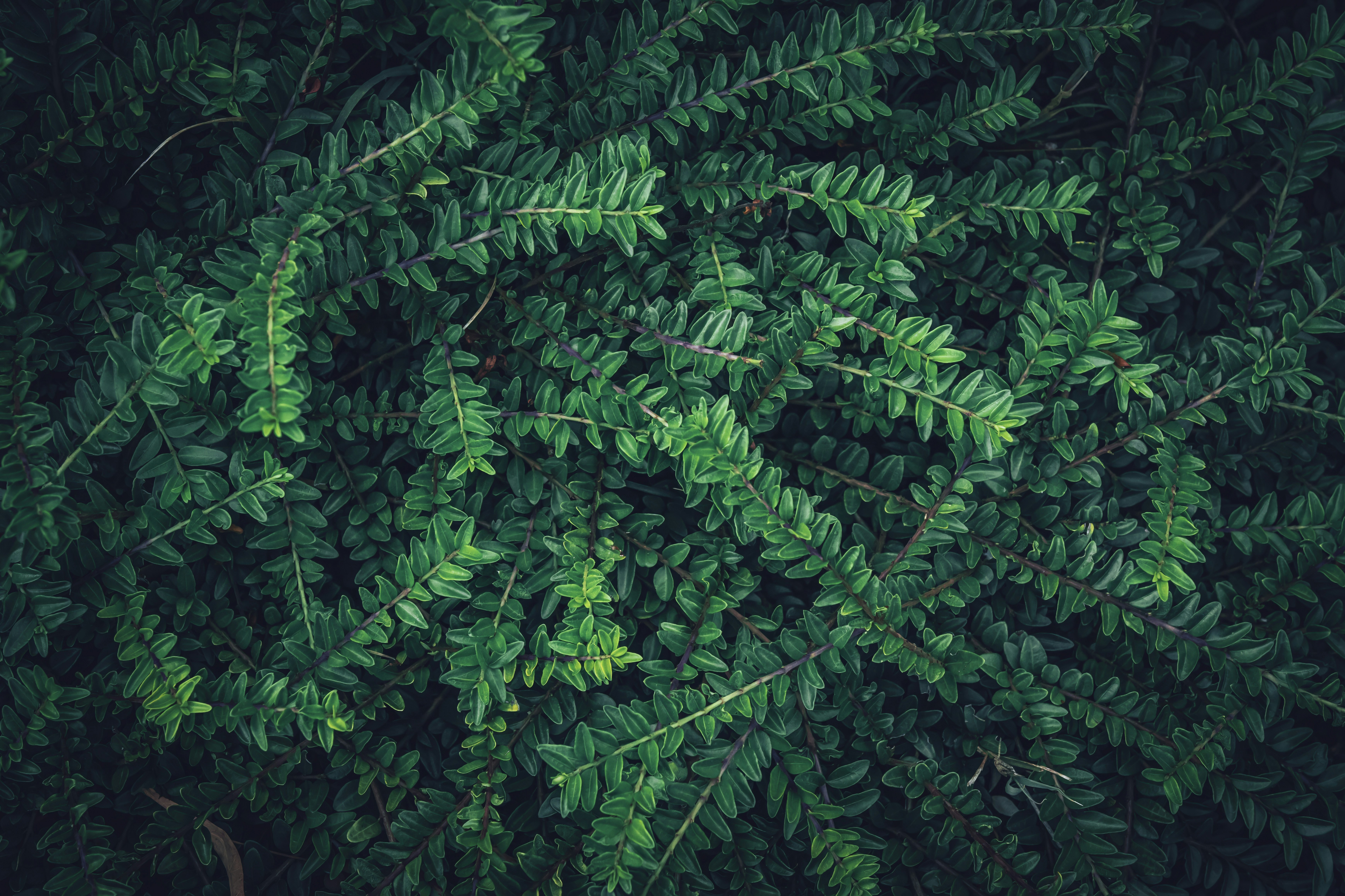 A close up of dark green Indian cluster berry leaves texture pattern | Dense green foliage of a coniferous plant.