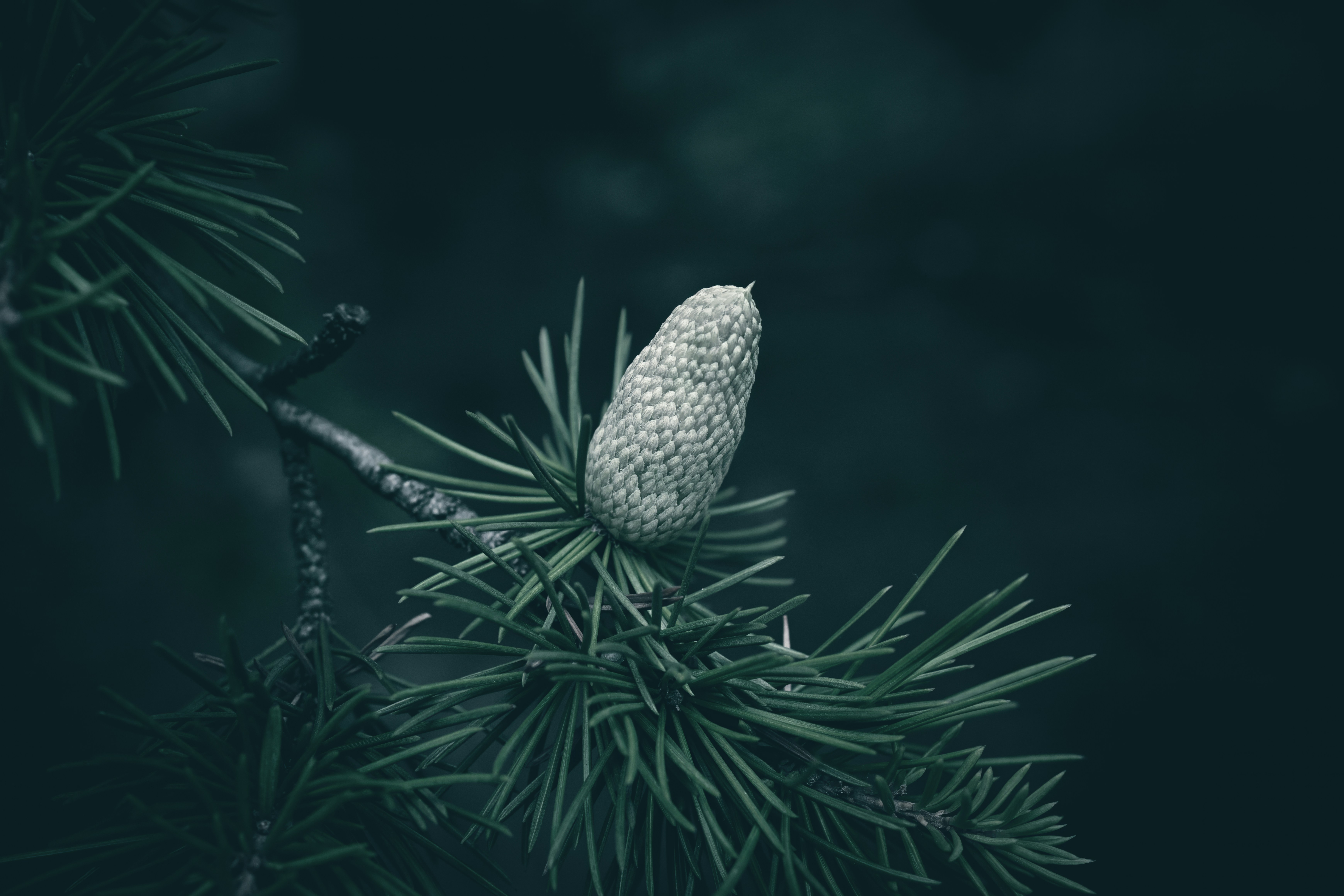 Whispers of Nature: A Pine Cone's Journey