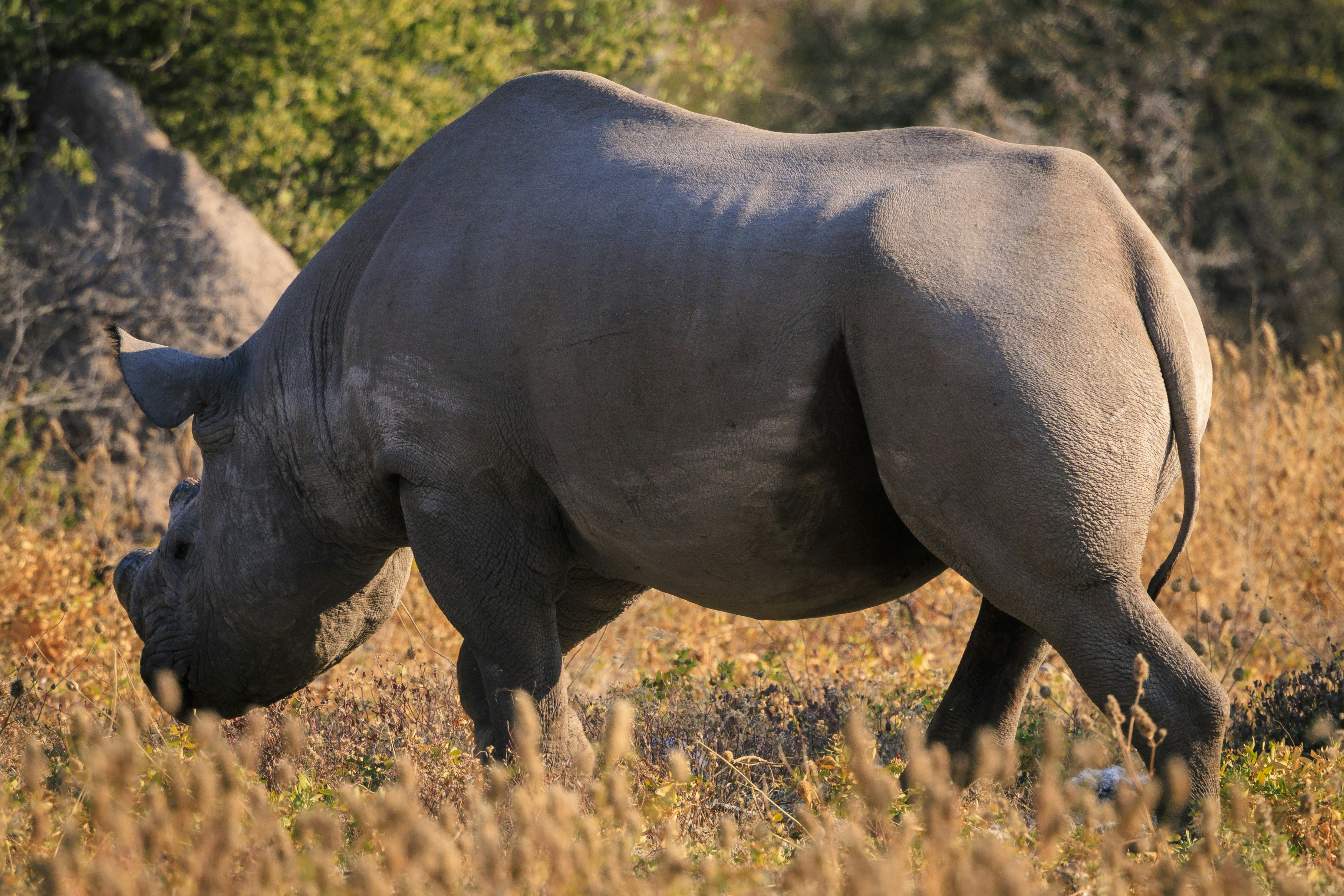 Photo by Fabien BELLANGER with Canon EOS R7