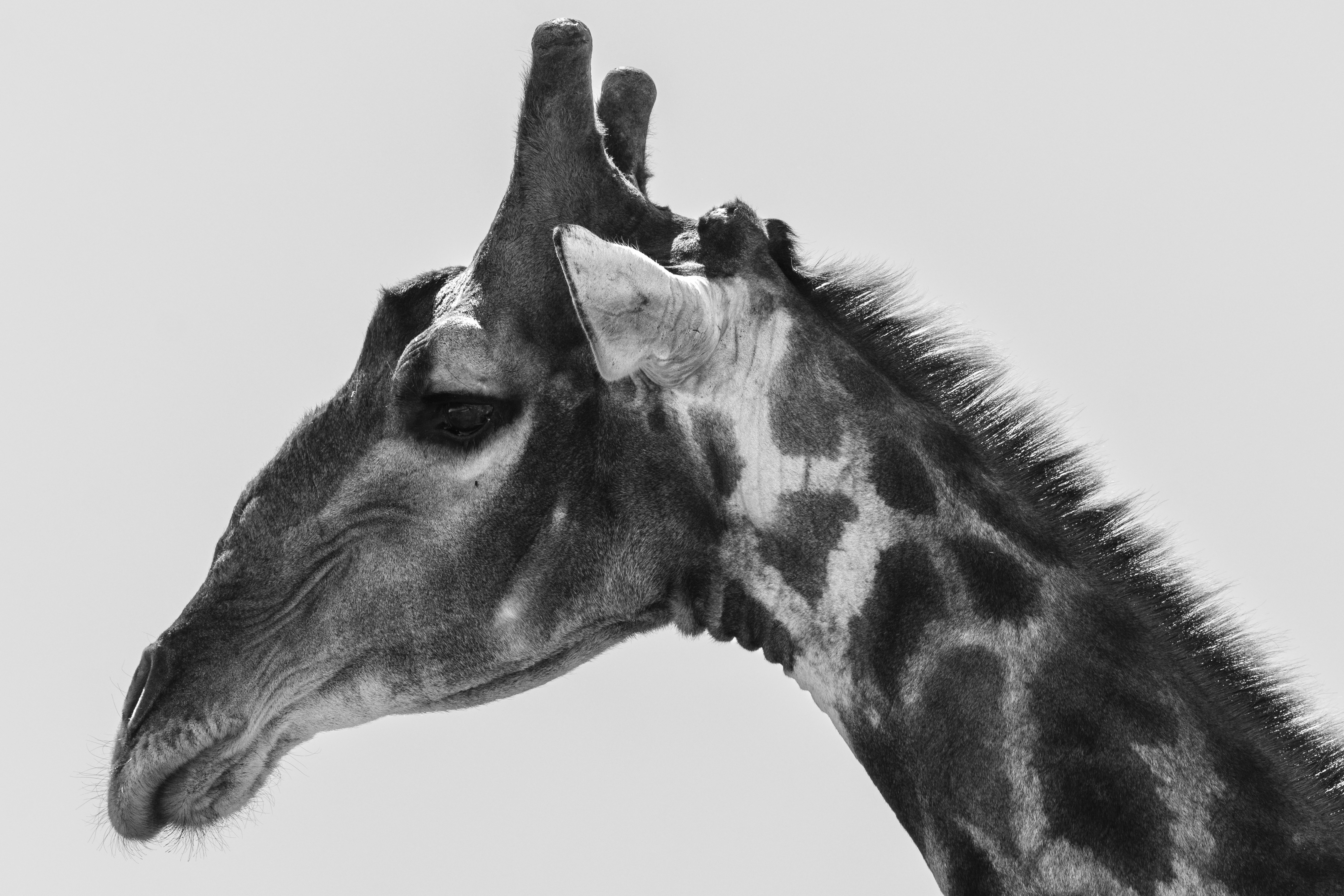 Black and white profile of a giraffe's head.