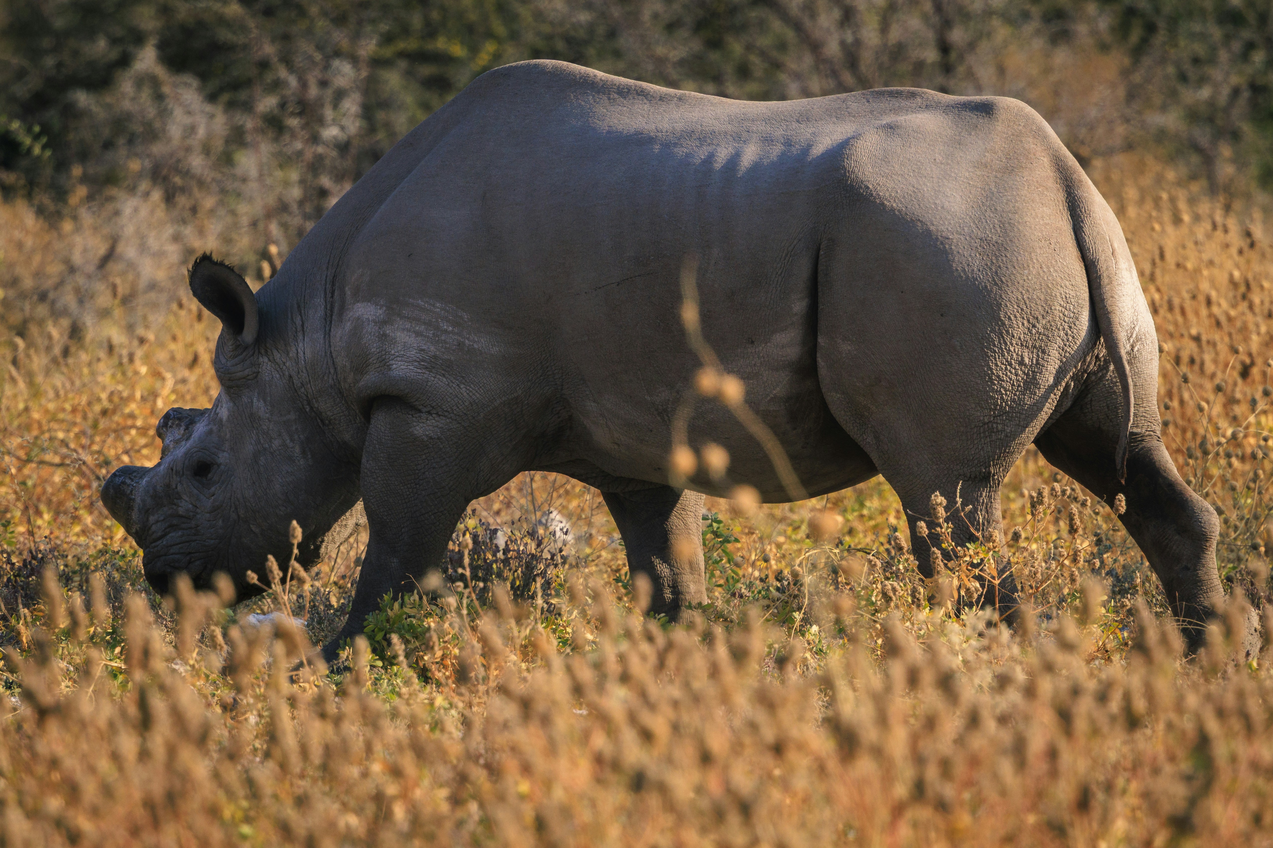A rhinoceros grazing in a field of golden grass, showcasing its robust form and textured skin. The scene captures the essence of wildlife in its natural habitat.