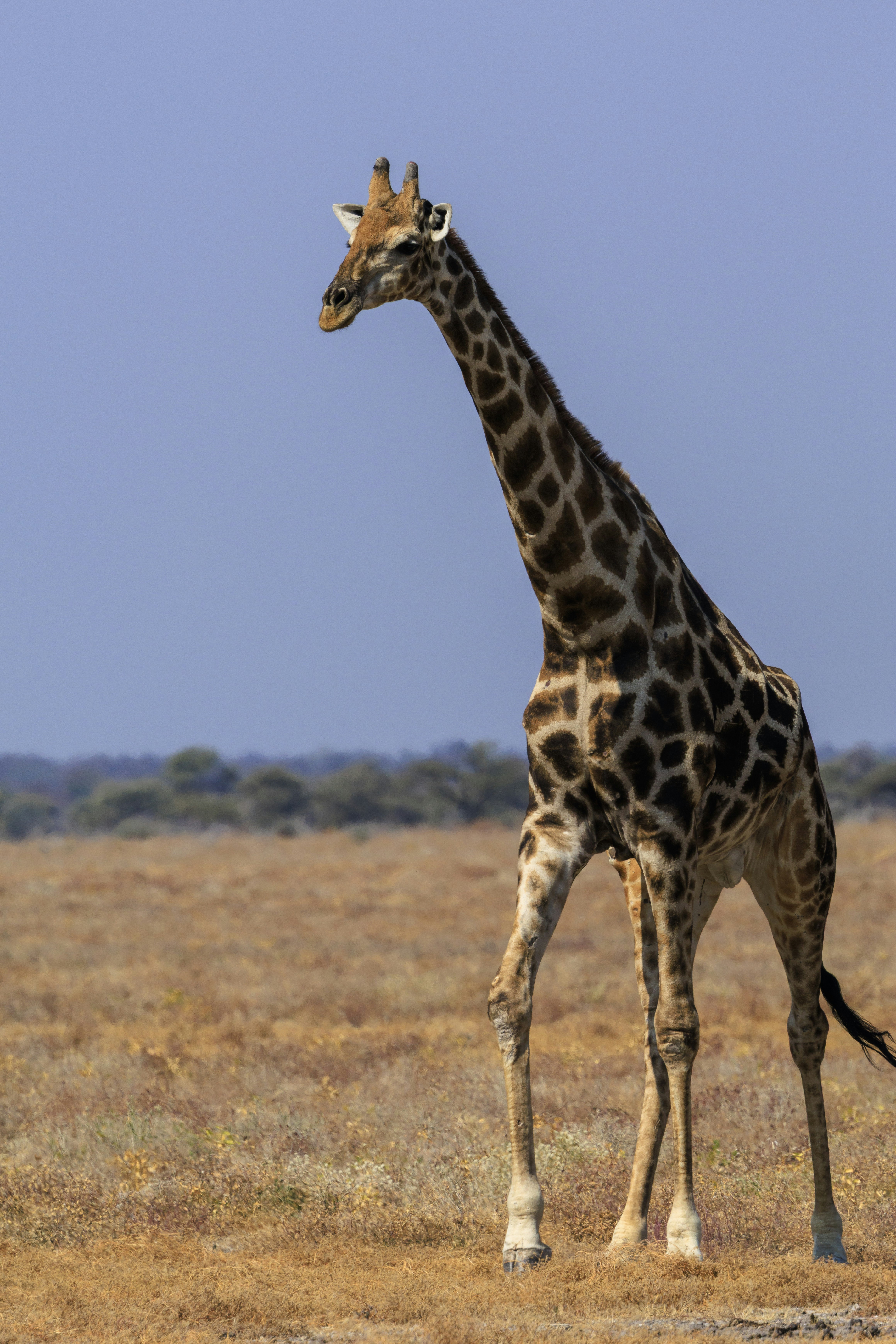 A giraffe stands in a dry, grassy field.