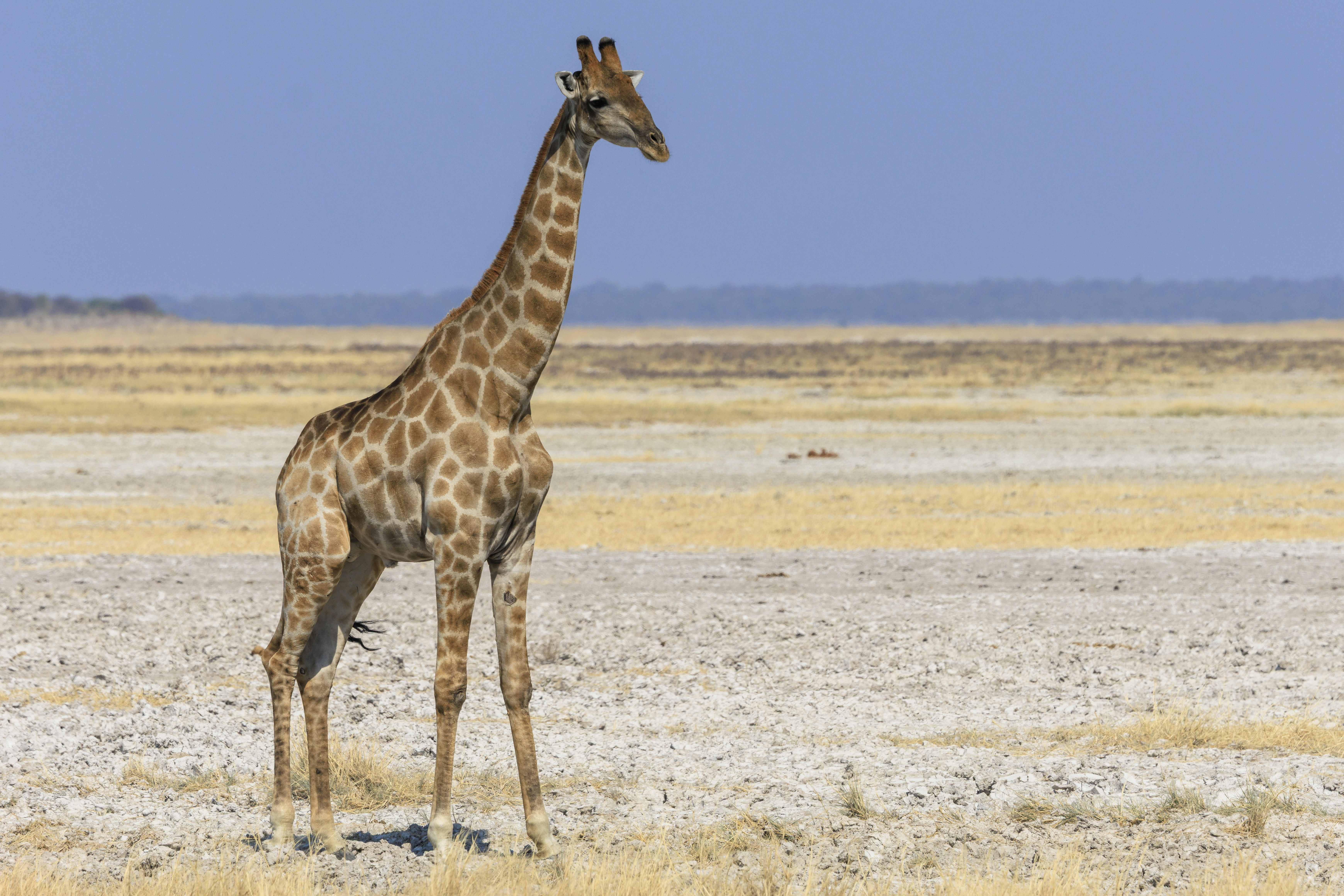 A lone giraffe stands gracefully against a vast, arid landscape, embodying the spirit of the African wilderness.