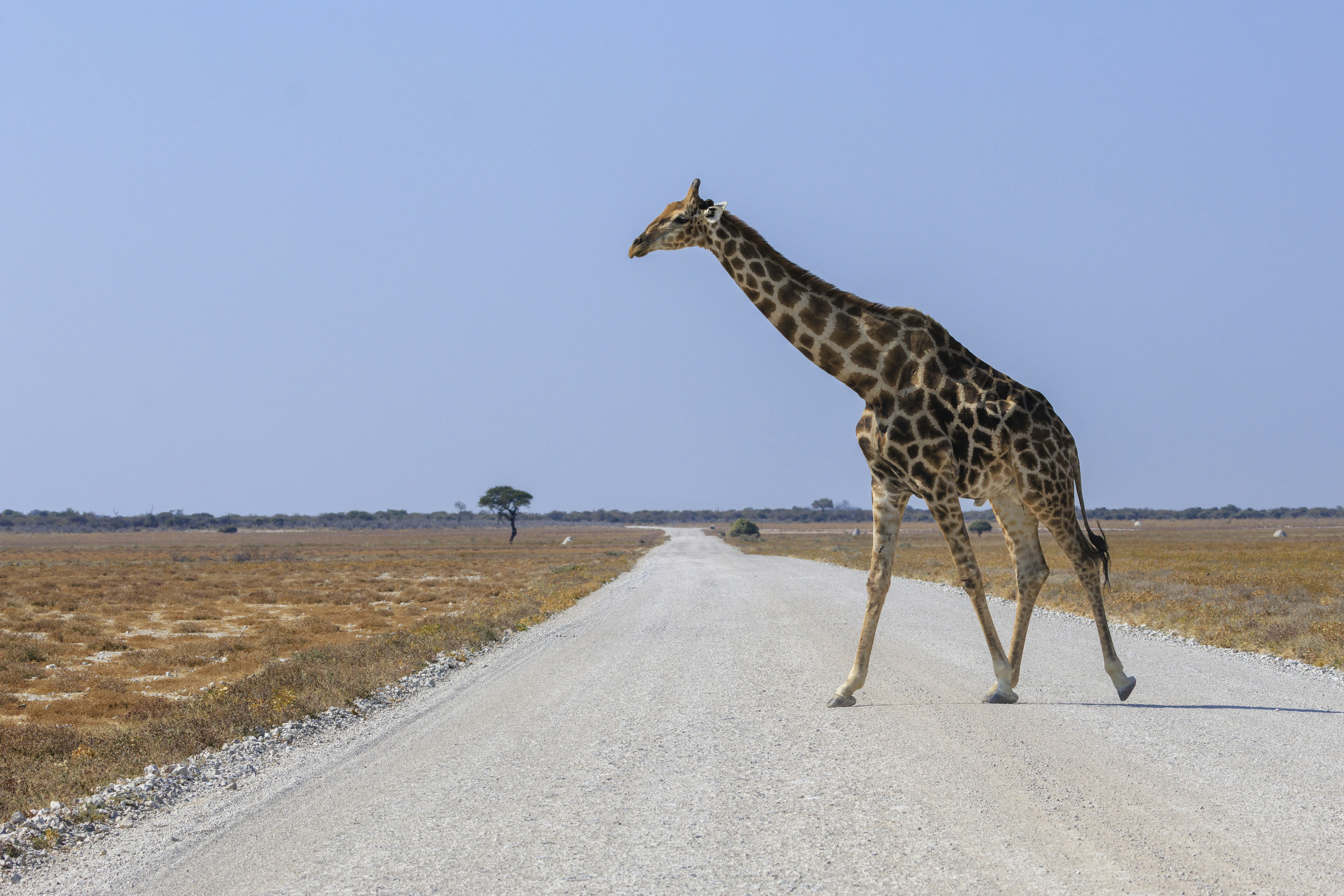 Giraffe crossing a dirt road in a dry landscape.