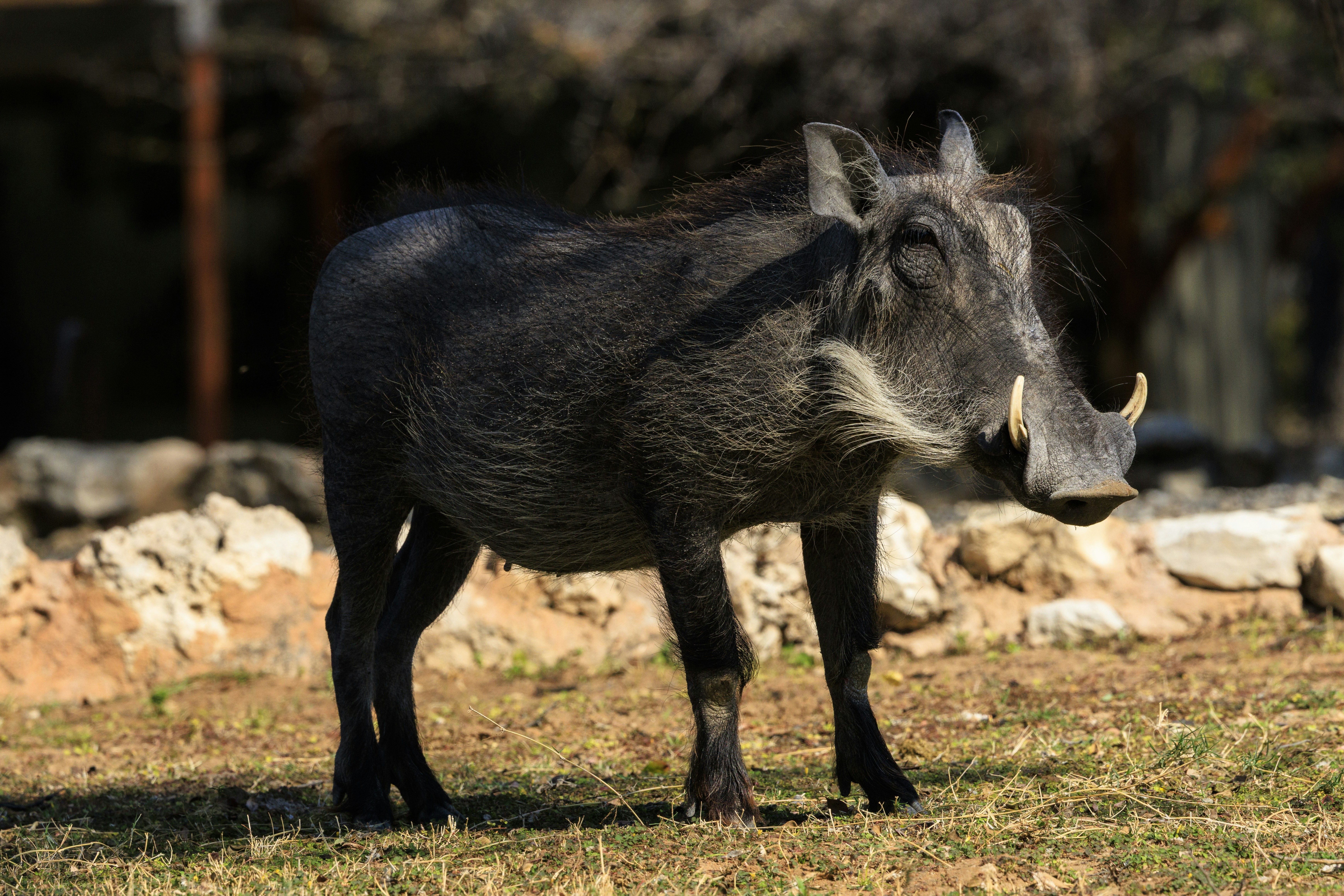 A warthog stands in a grassy, rocky area.