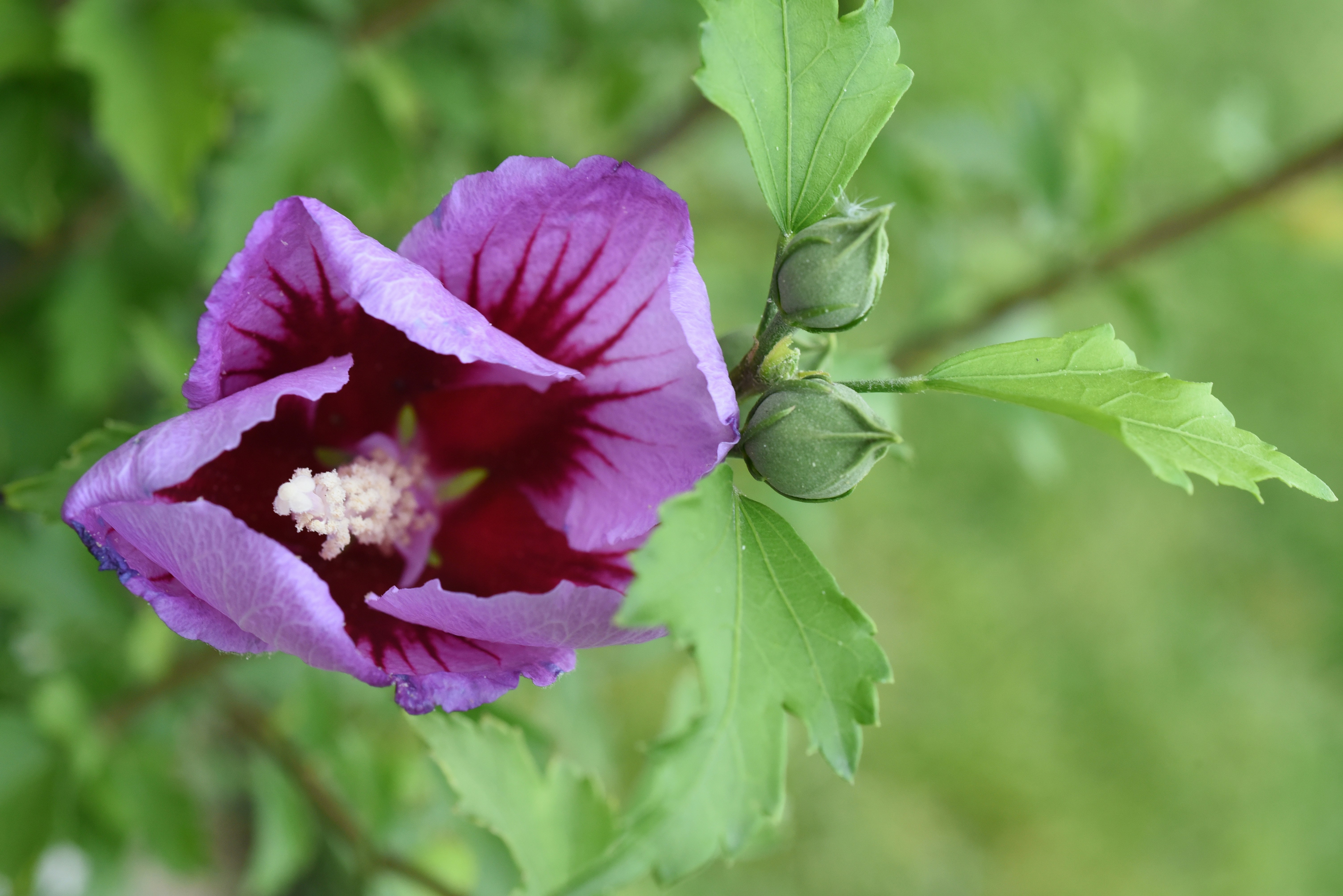 A purple hibiscus flower with two buds.