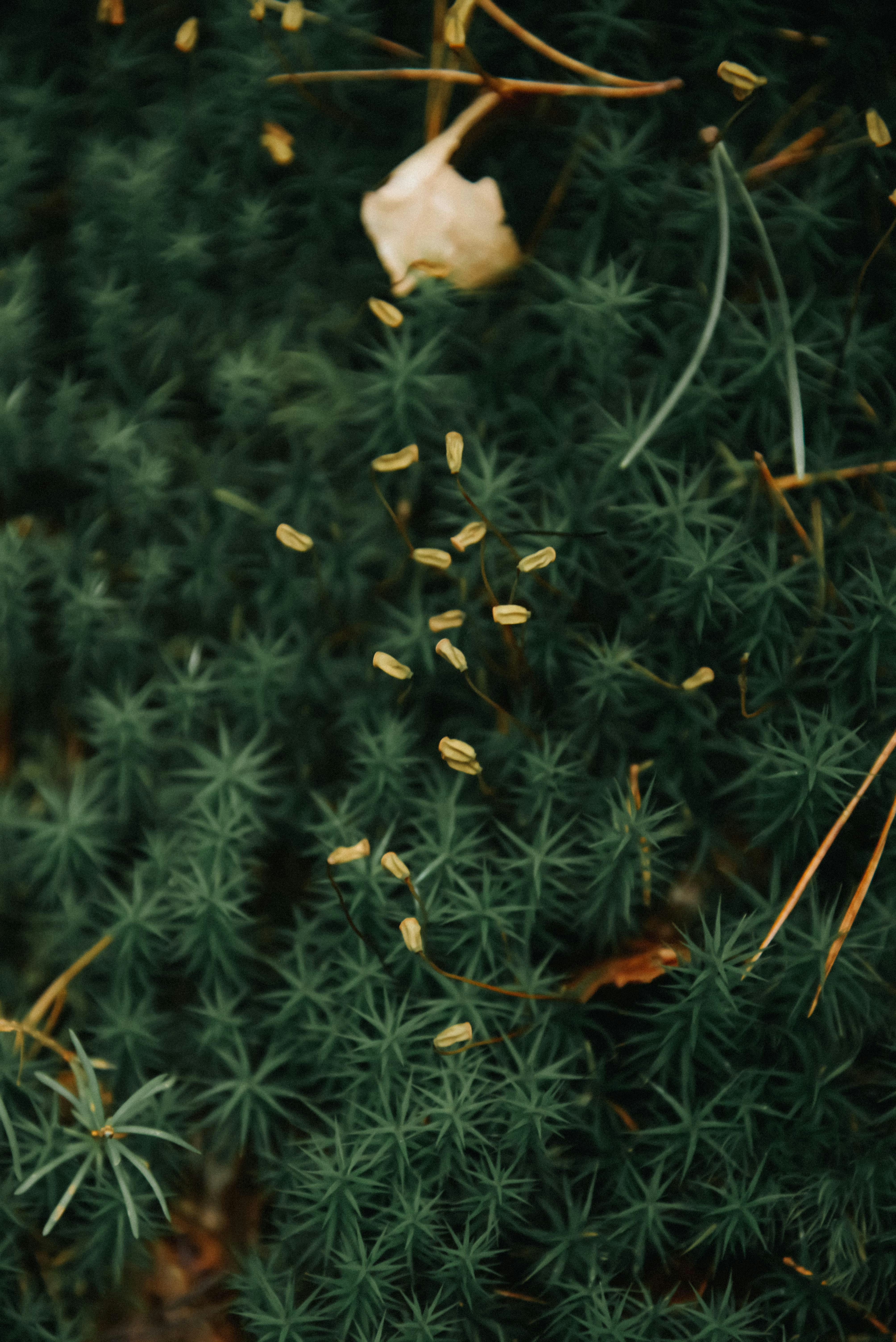 Whispers of the Forest Floor