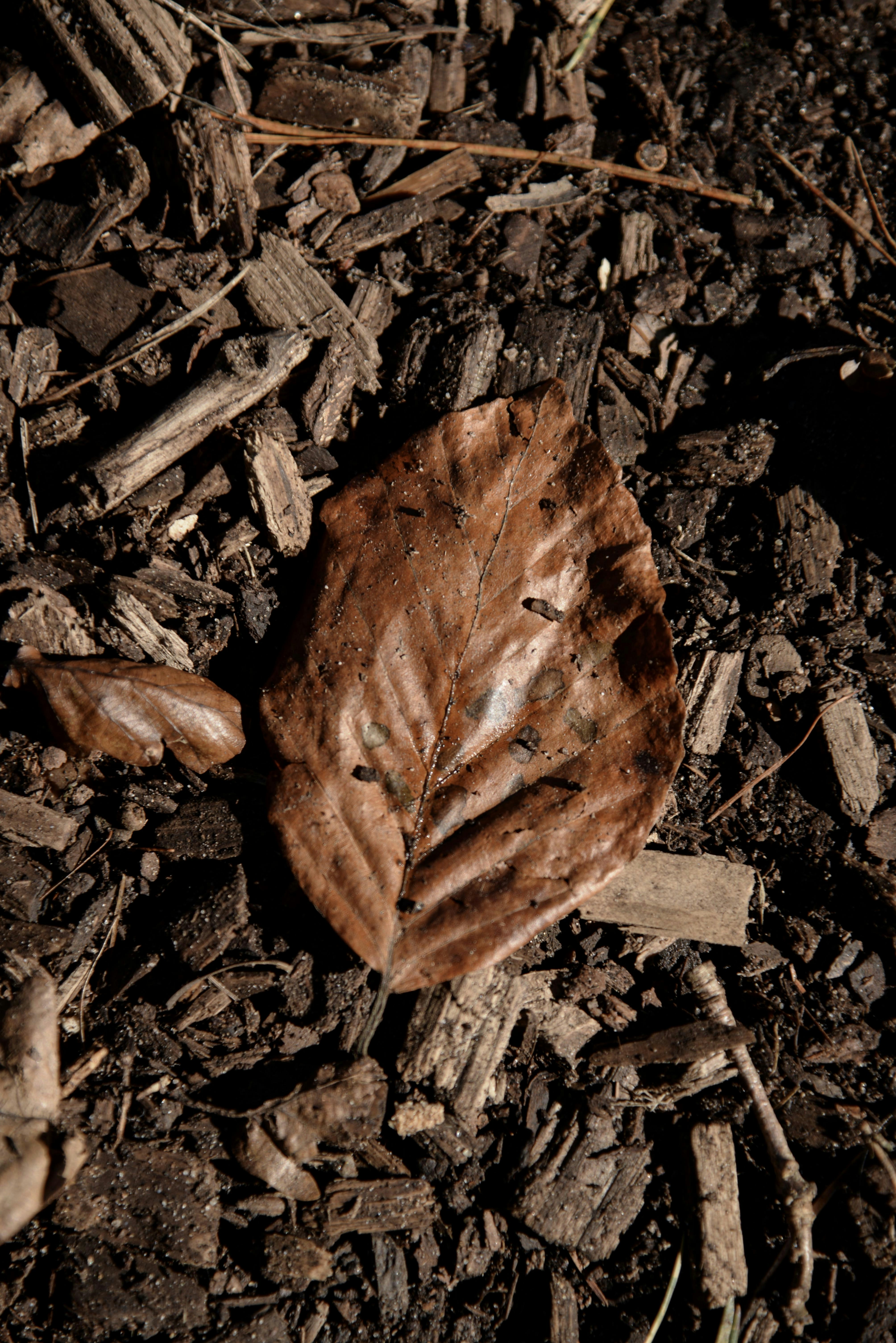 Nature's Textured Canvas: A Leaf's Journey