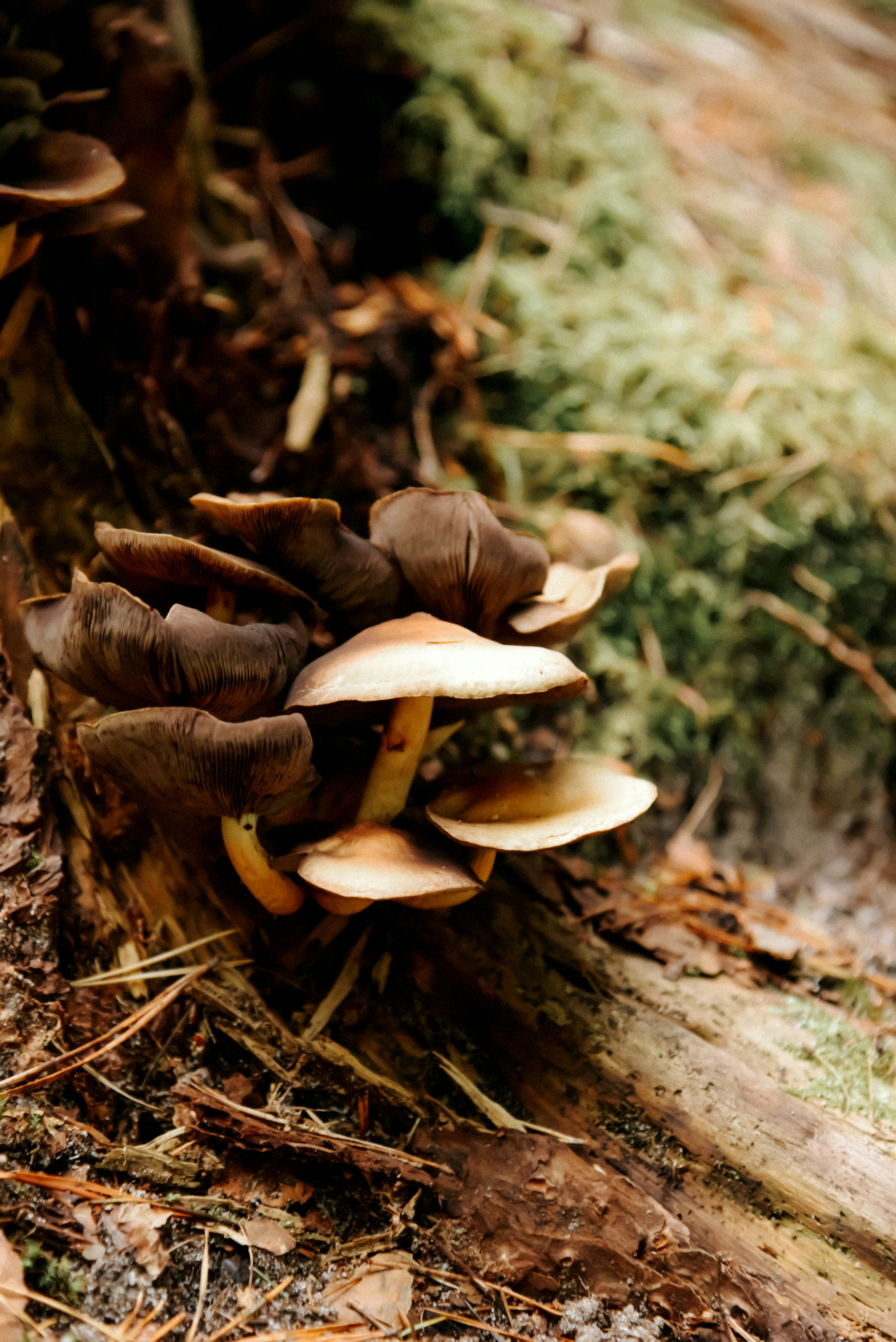 Nature's Hidden Gems: The Mushroom Collective