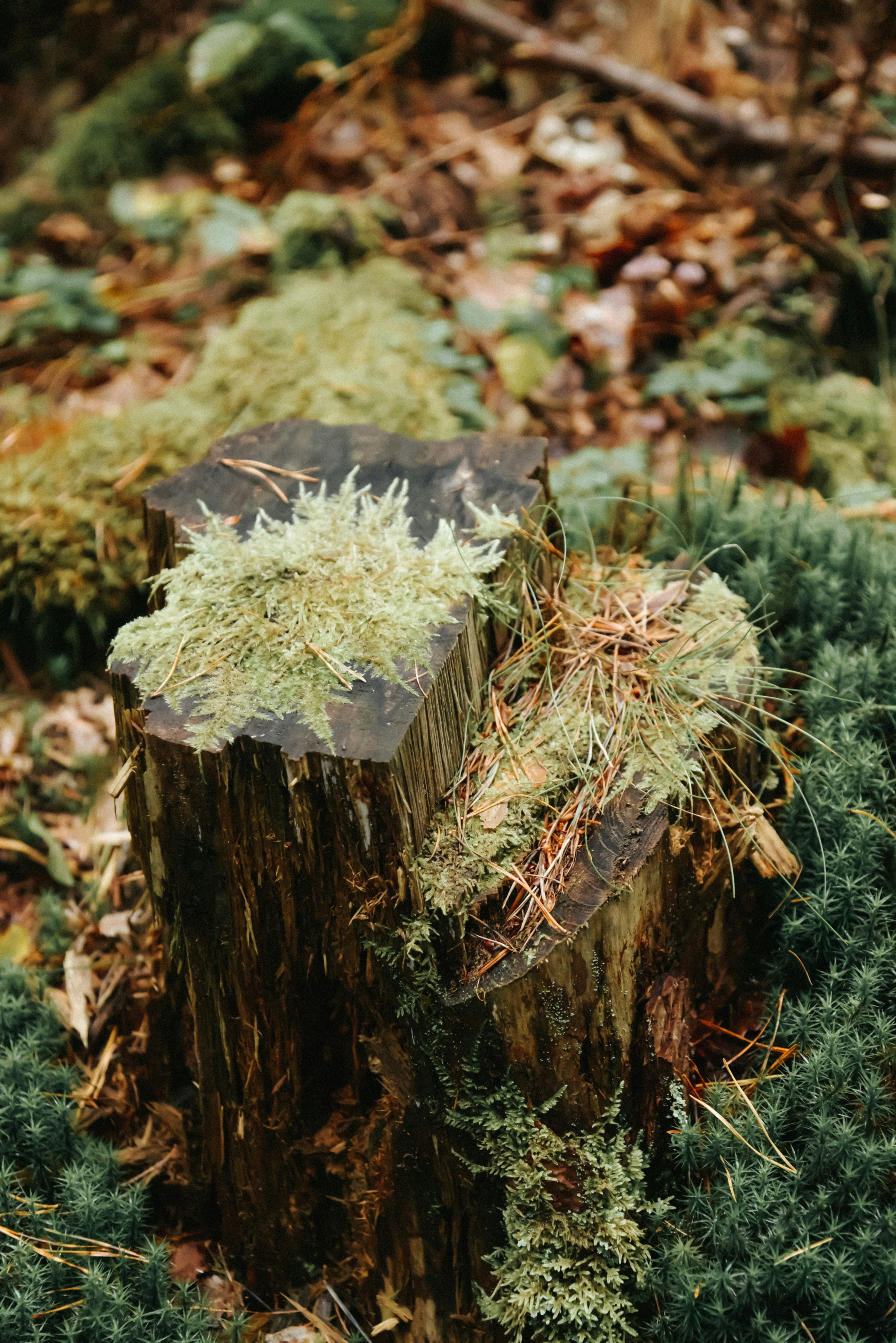 Moss Crowned Stump: Quiet Sentinel of a Forest Floor