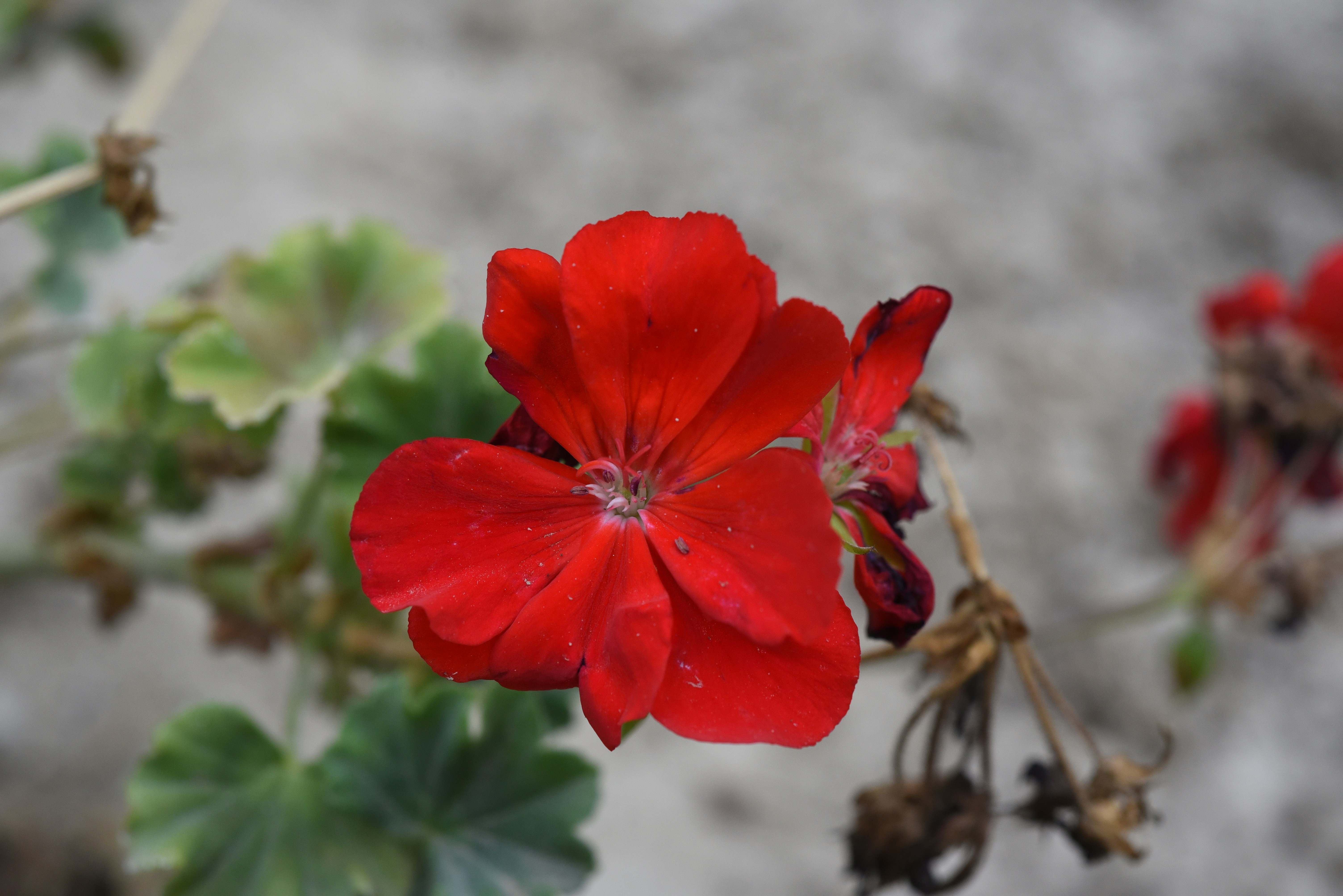 Photo by Anneal K Hardcastle with Nikon D750