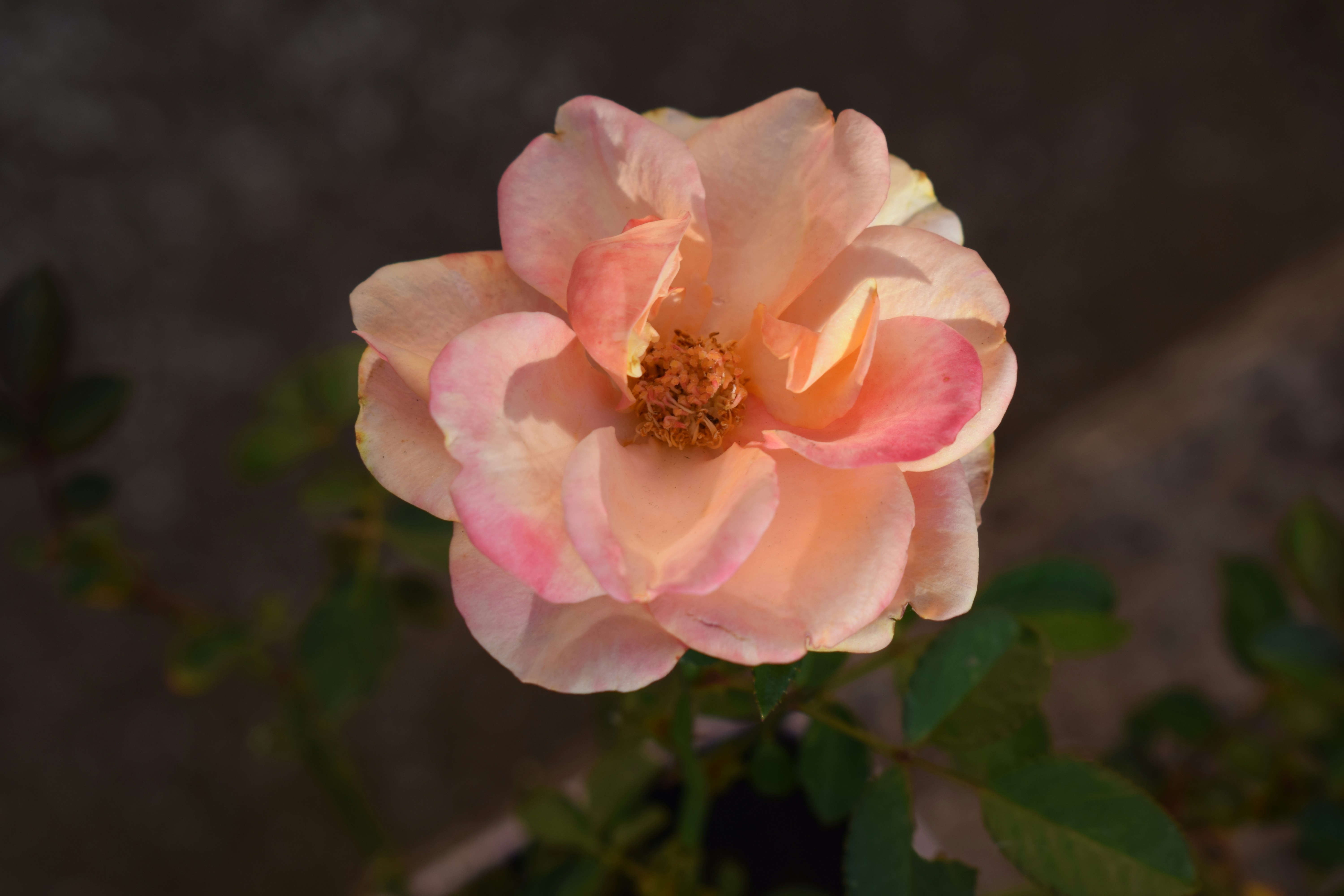 A delicate peach-colored rose with pink edges.