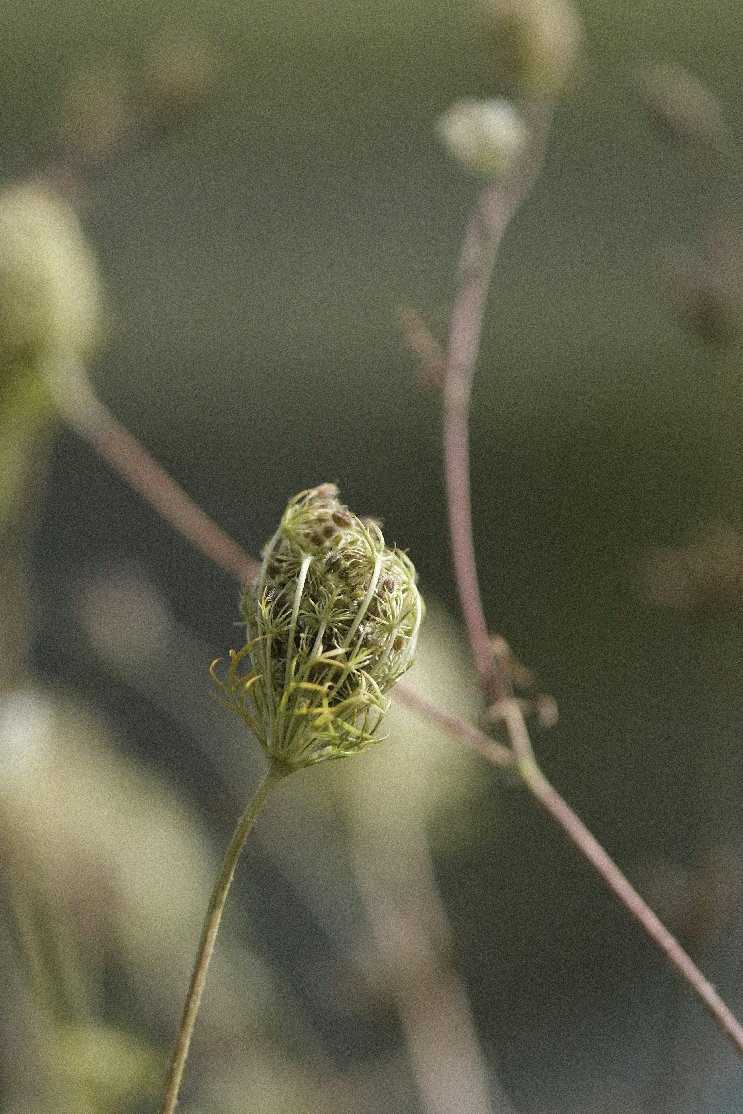 Close up of a dried seed head on a stem
