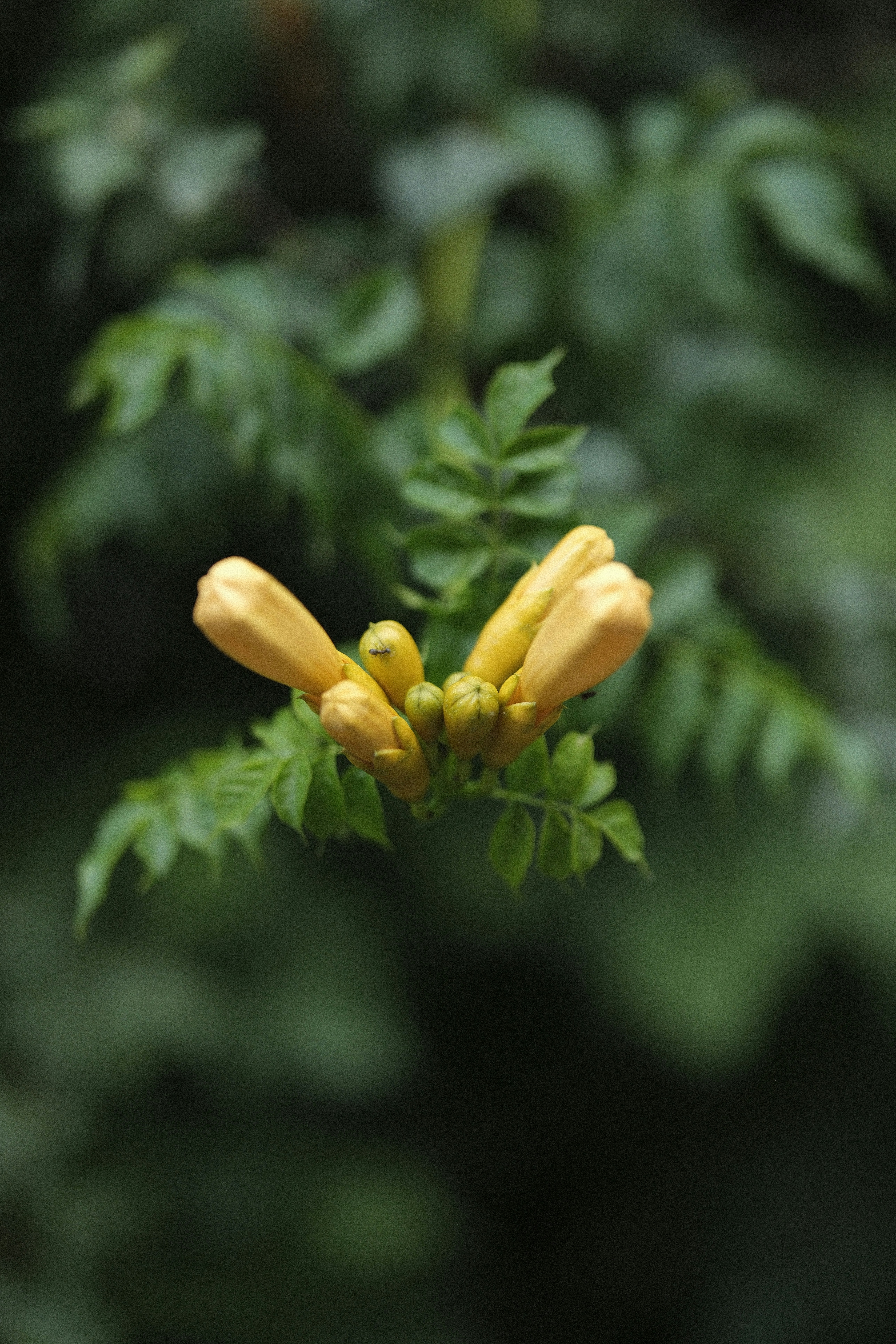 Golden Blossoms Amidst Lush Greenery