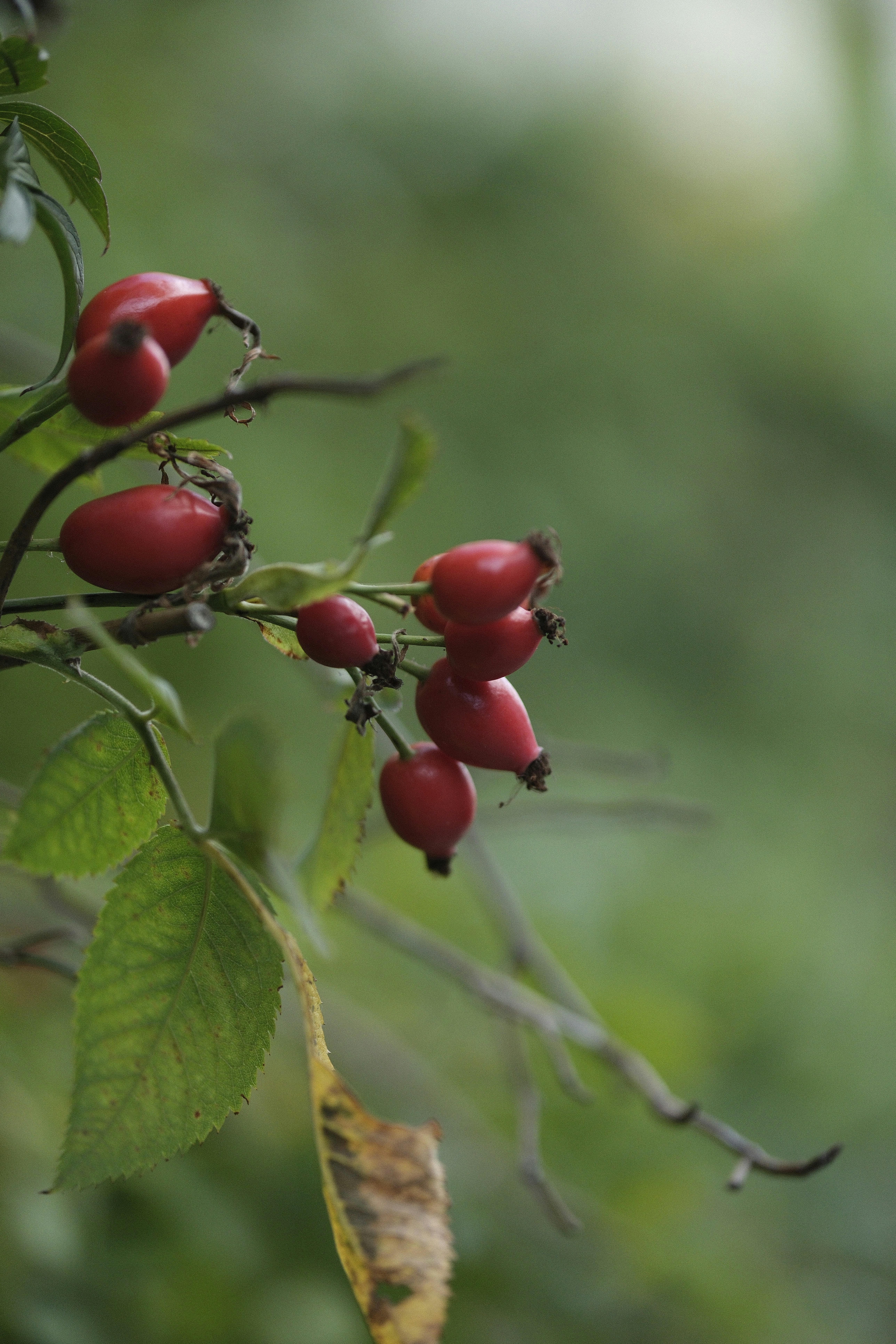 Red berries hang from a branch with green leaves.
