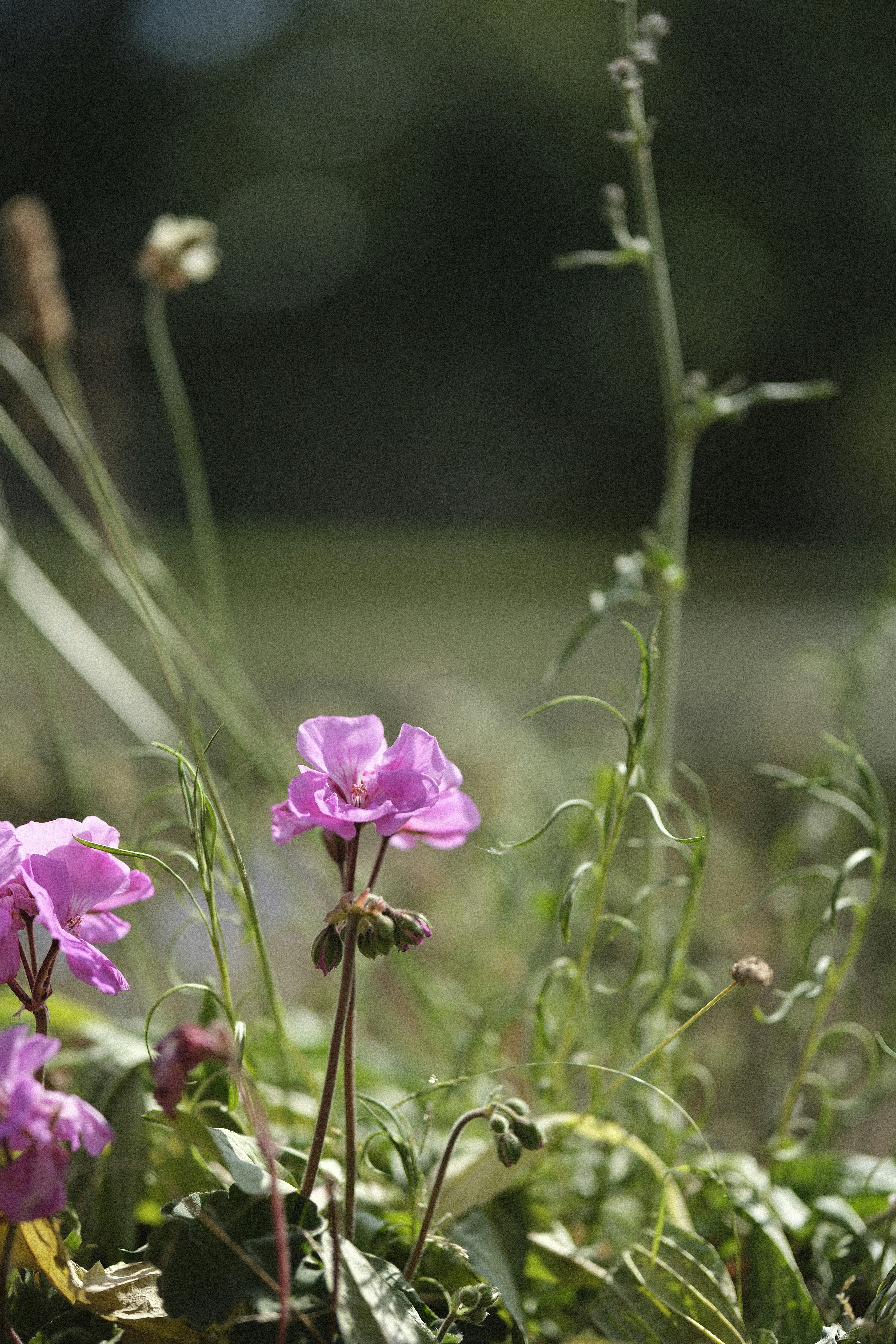 Petal Portrait at Dappled Edge: Pink Geraniums in Soft Focus