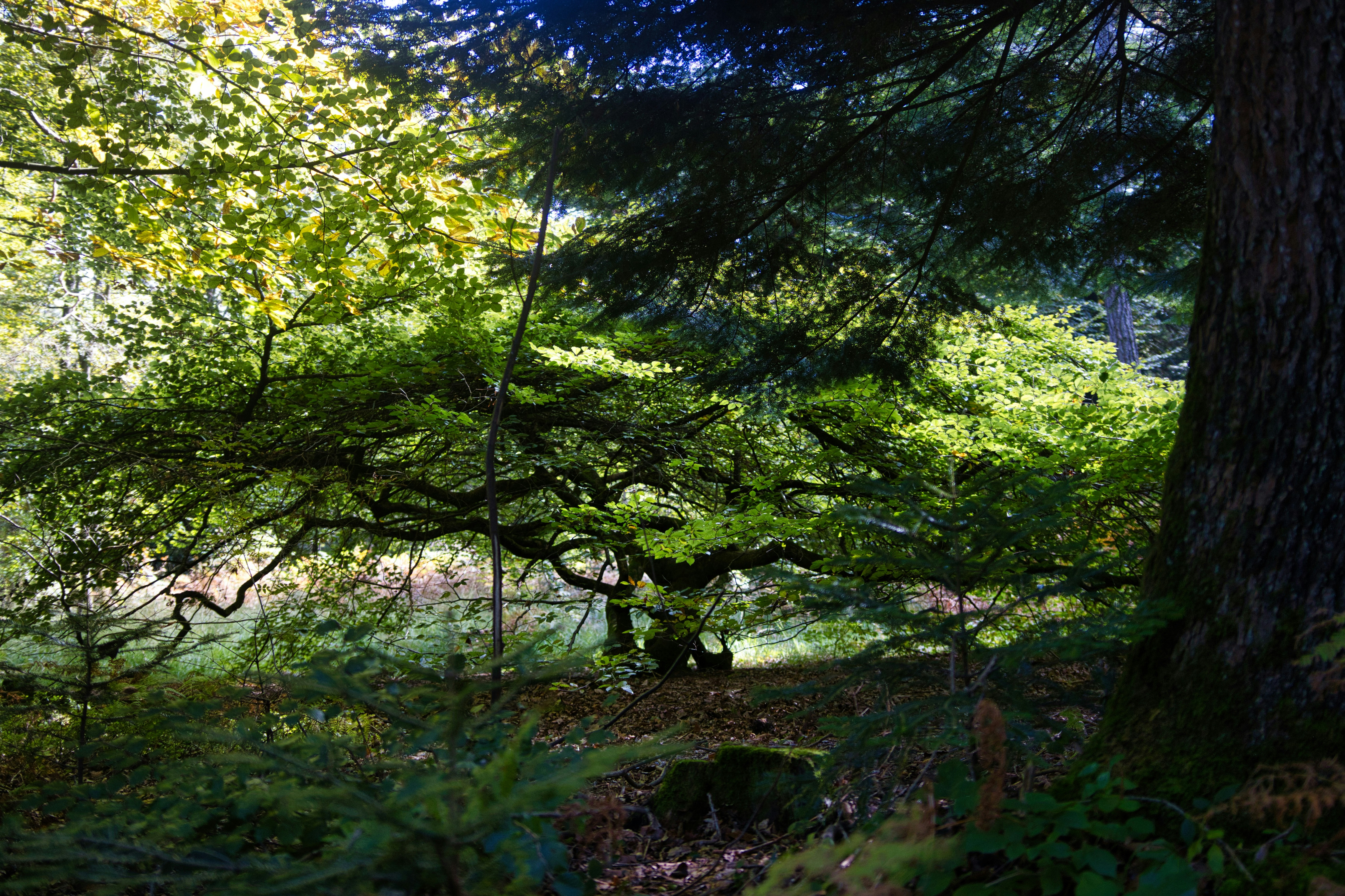 Sunlight filters through lush green forest trees.