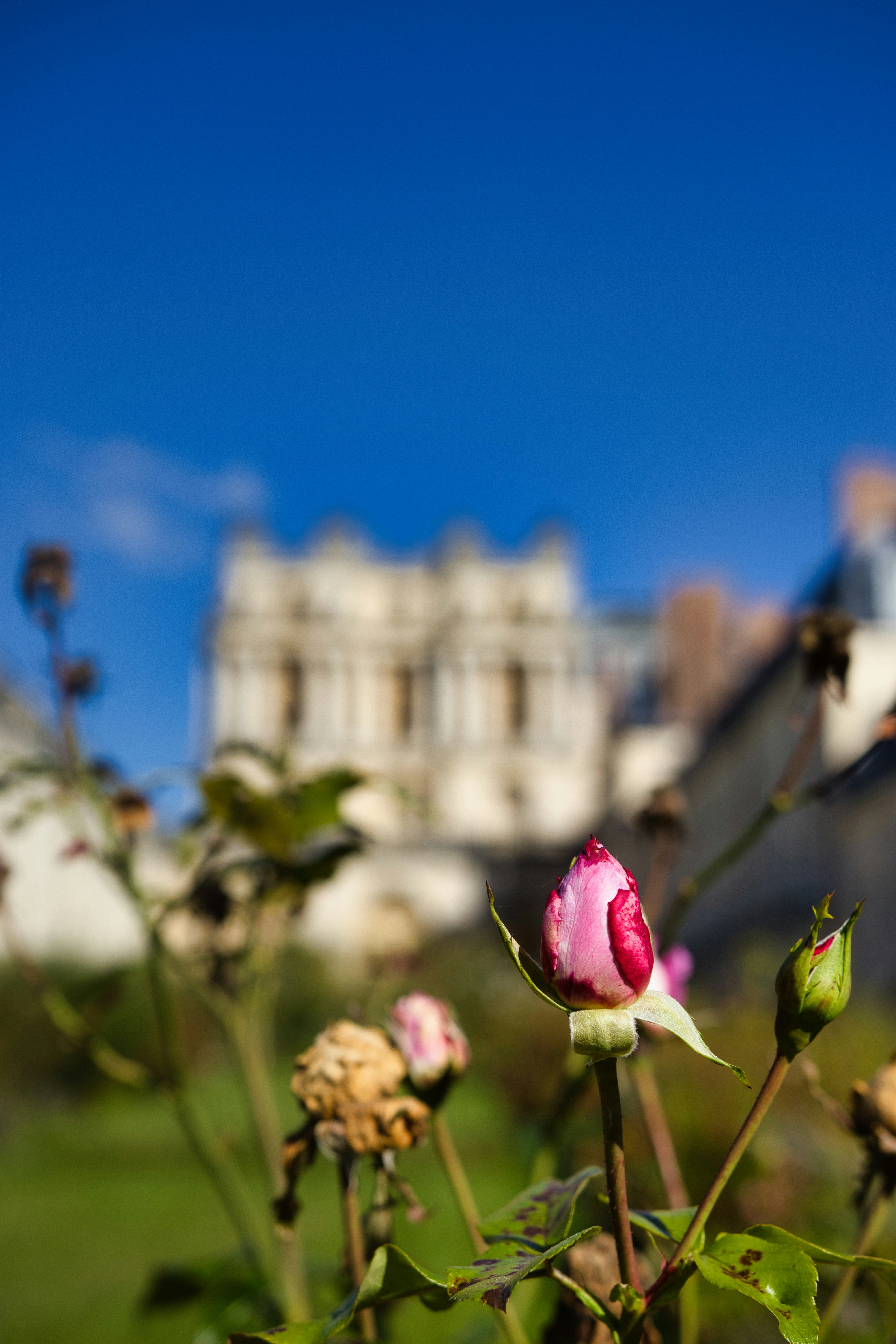 Delicate pink rosebud stands prominently against a blurred historic backdrop, showcasing nature's beauty in an urban setting.