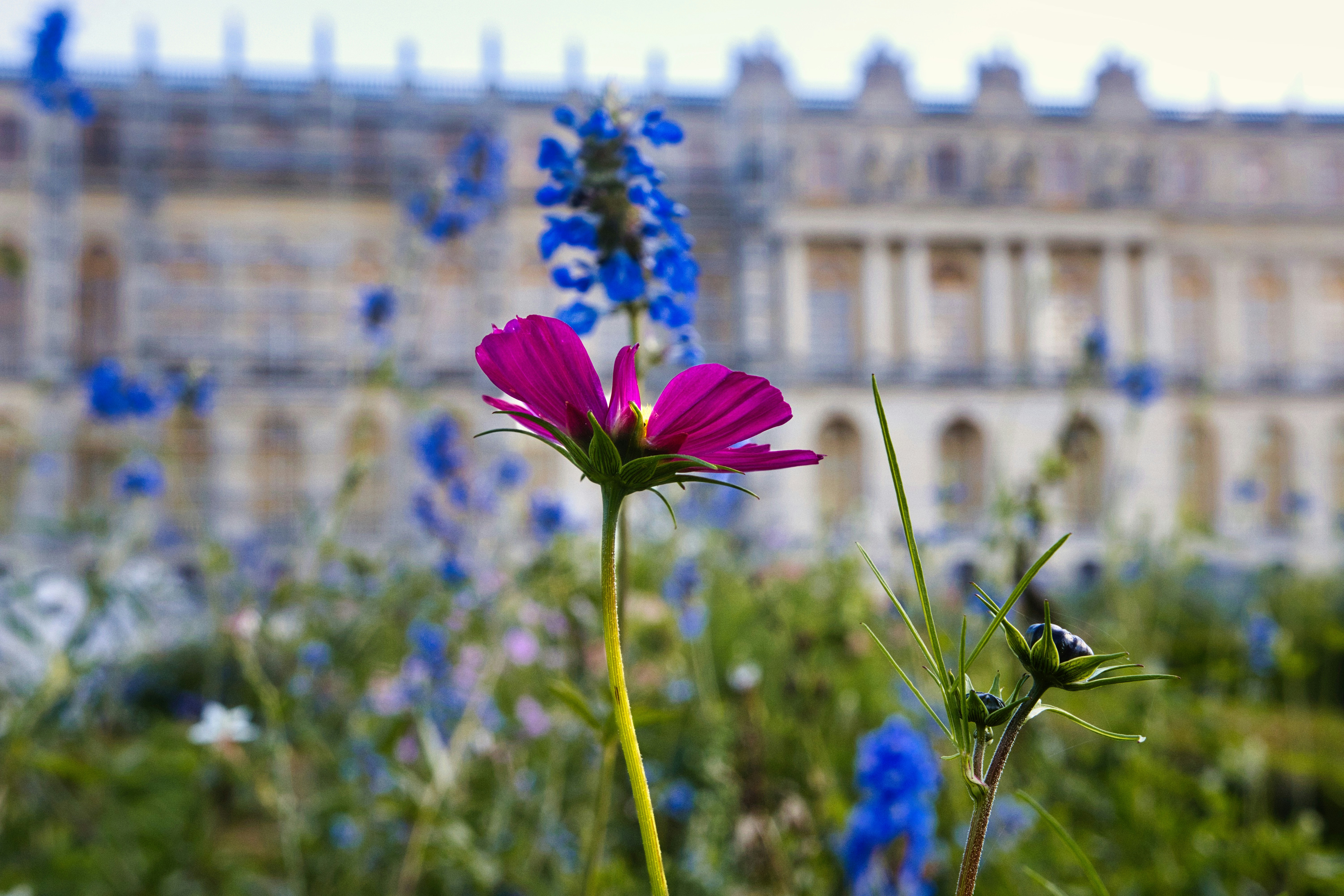 Magenta Bloom Before a Sea of Blue Delphiniums and a Classical Facade