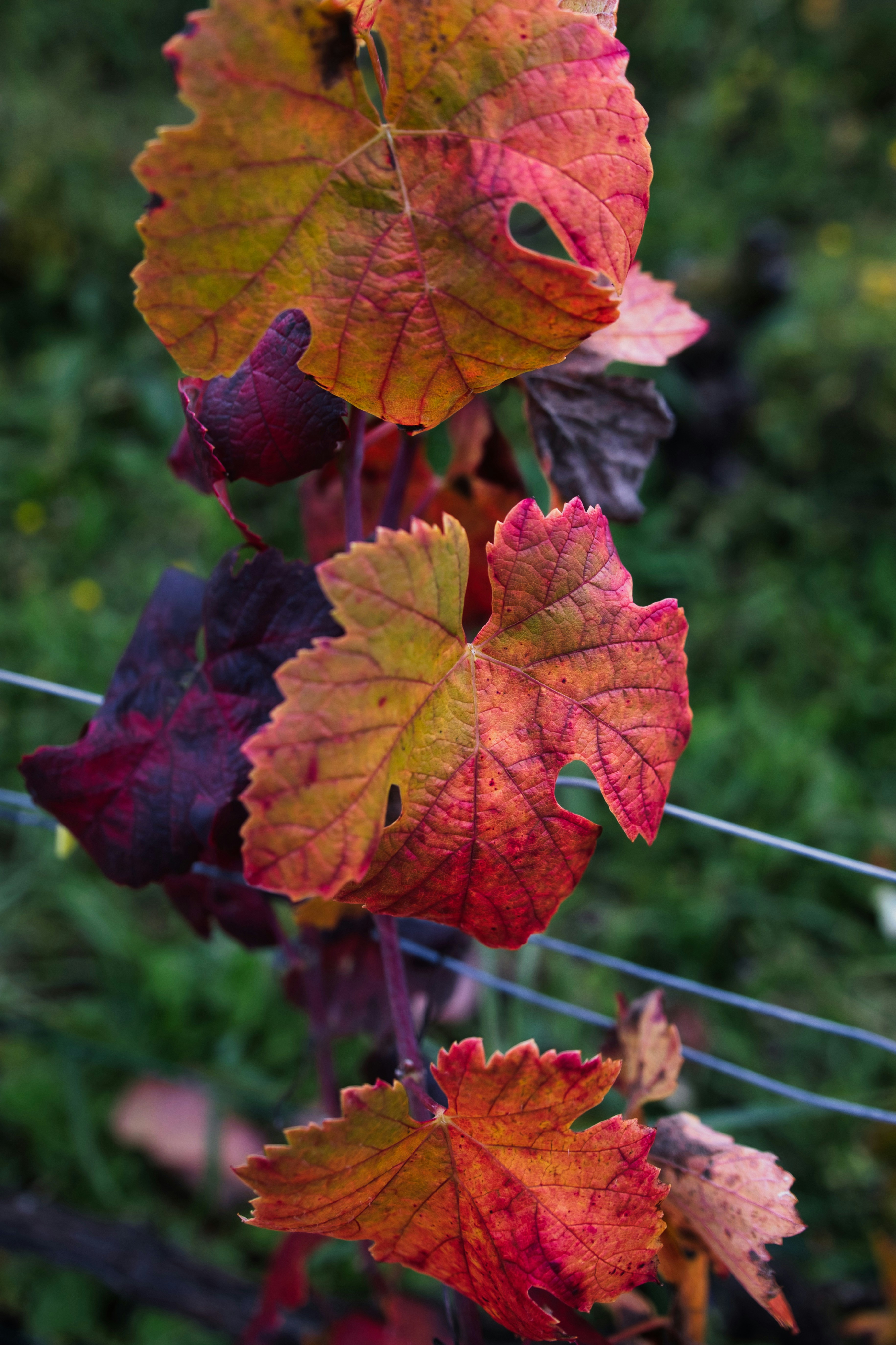 Autumn's Palette: A Tapestry of Vines