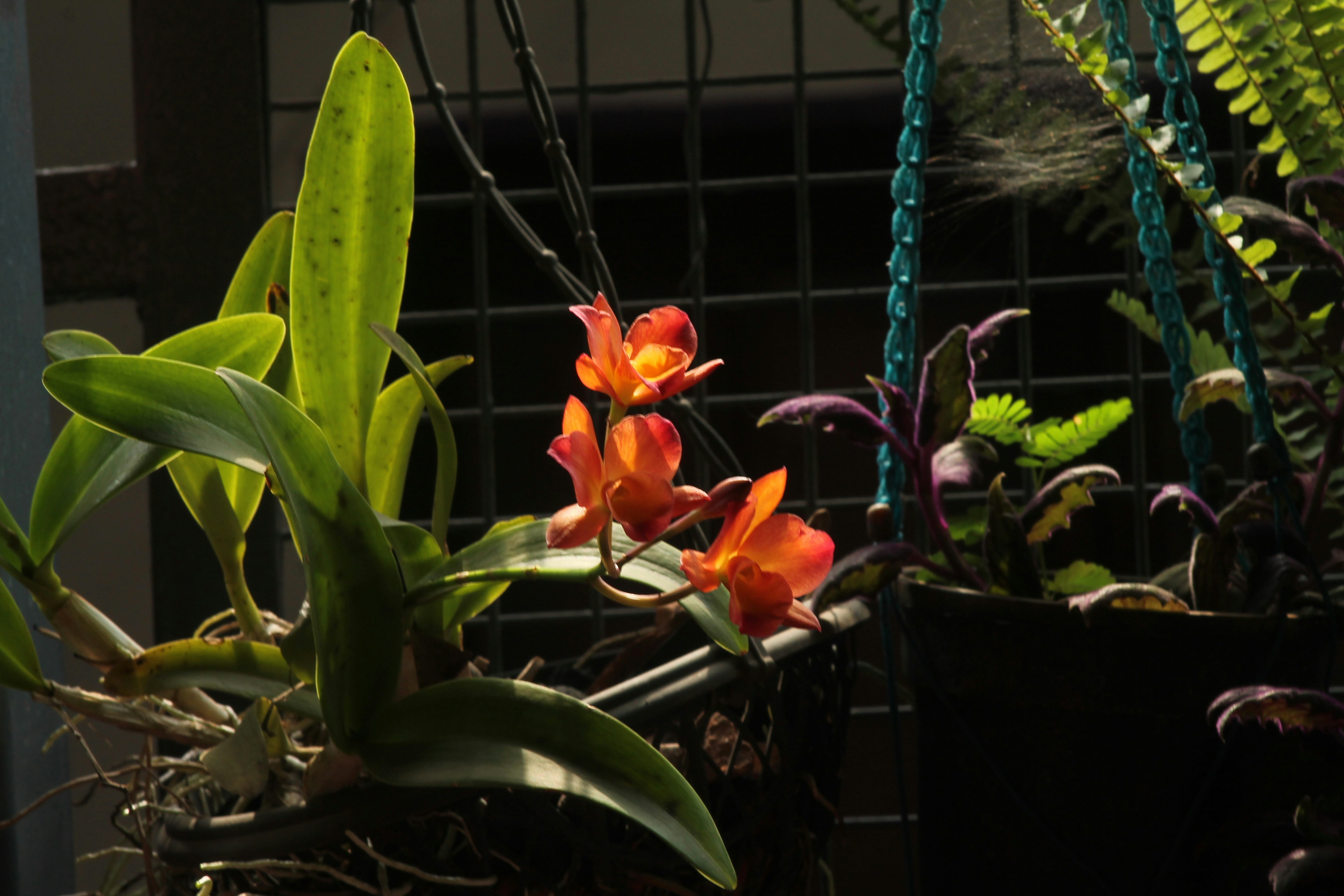 Orchid Symphony: A Dance of Color and Light