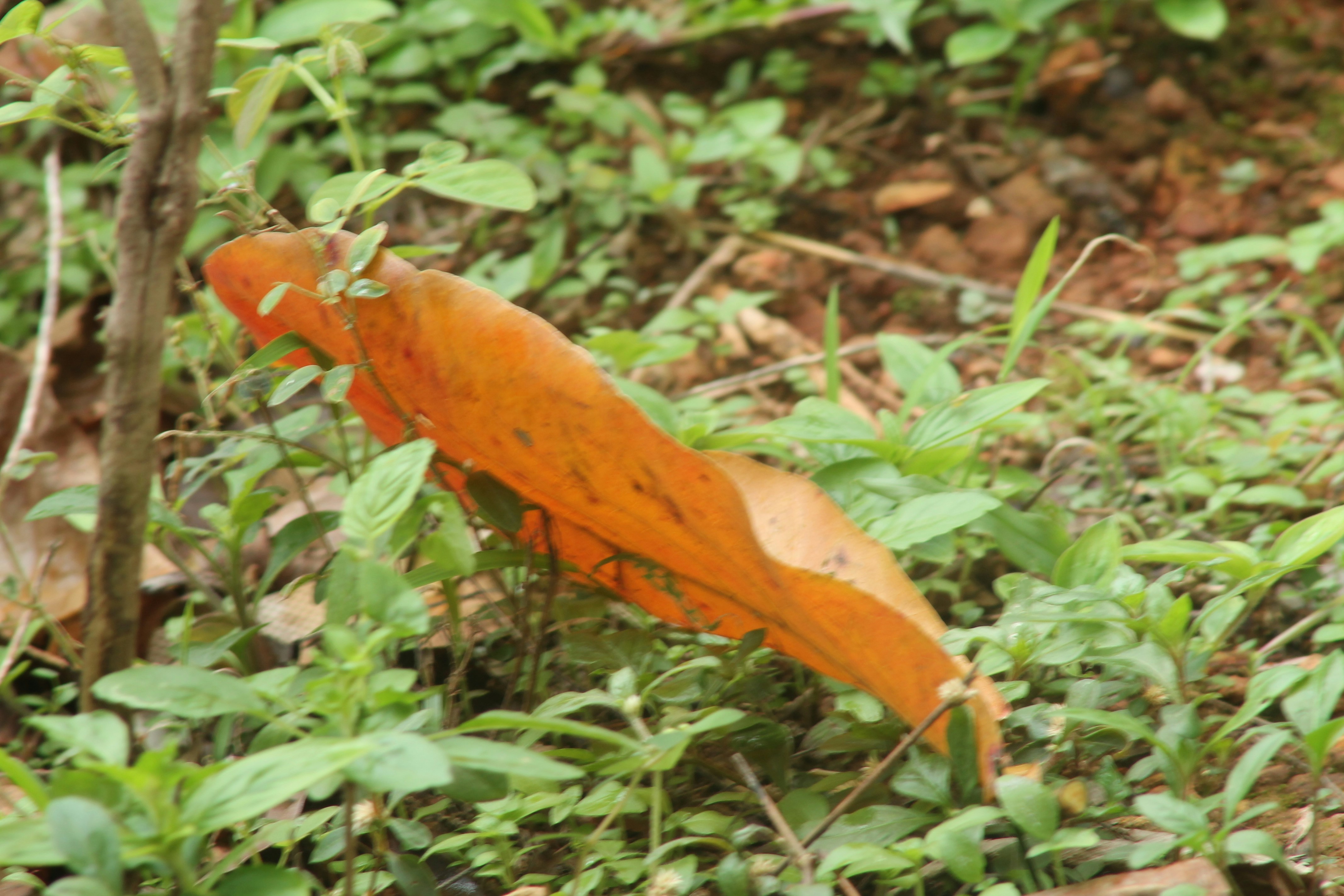 Uma folha de laranja repousa sobre a folhagem verde. foto – Imagem ...